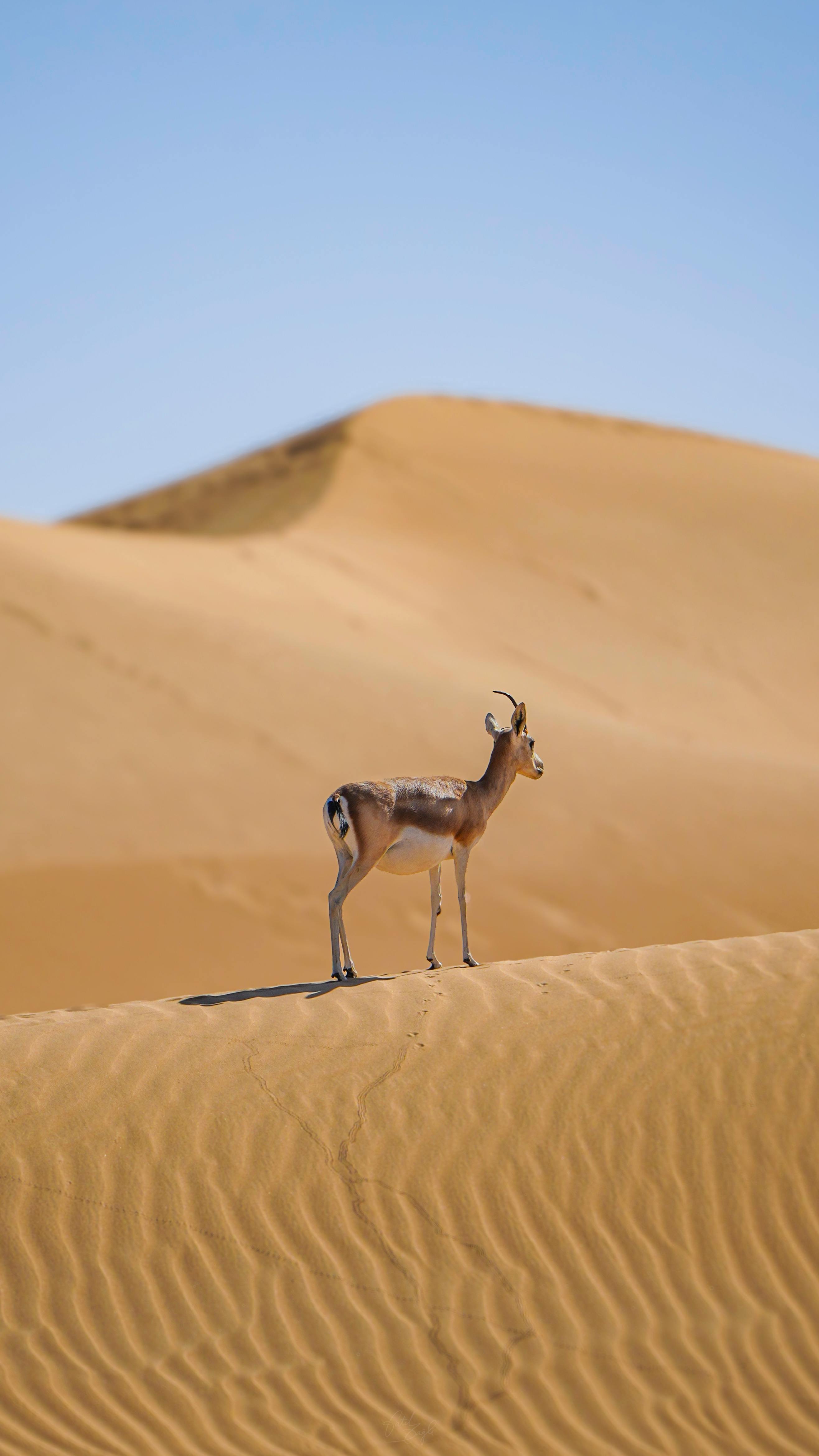 Antelope in Desert Sands Under Blue Sky · Free Stock Photo