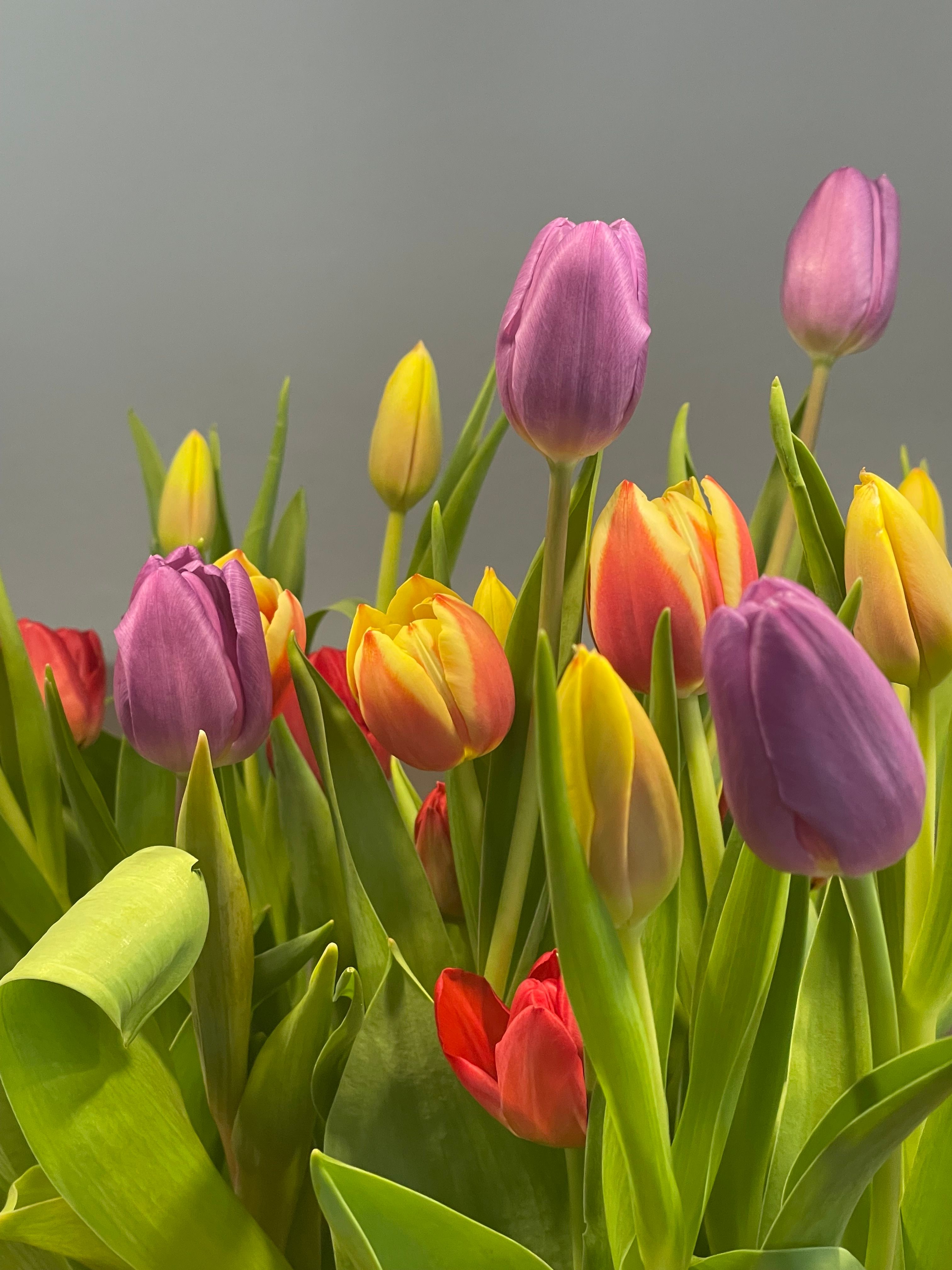Colorful Tulips Blooming in Spring Garden · Free Stock Photo