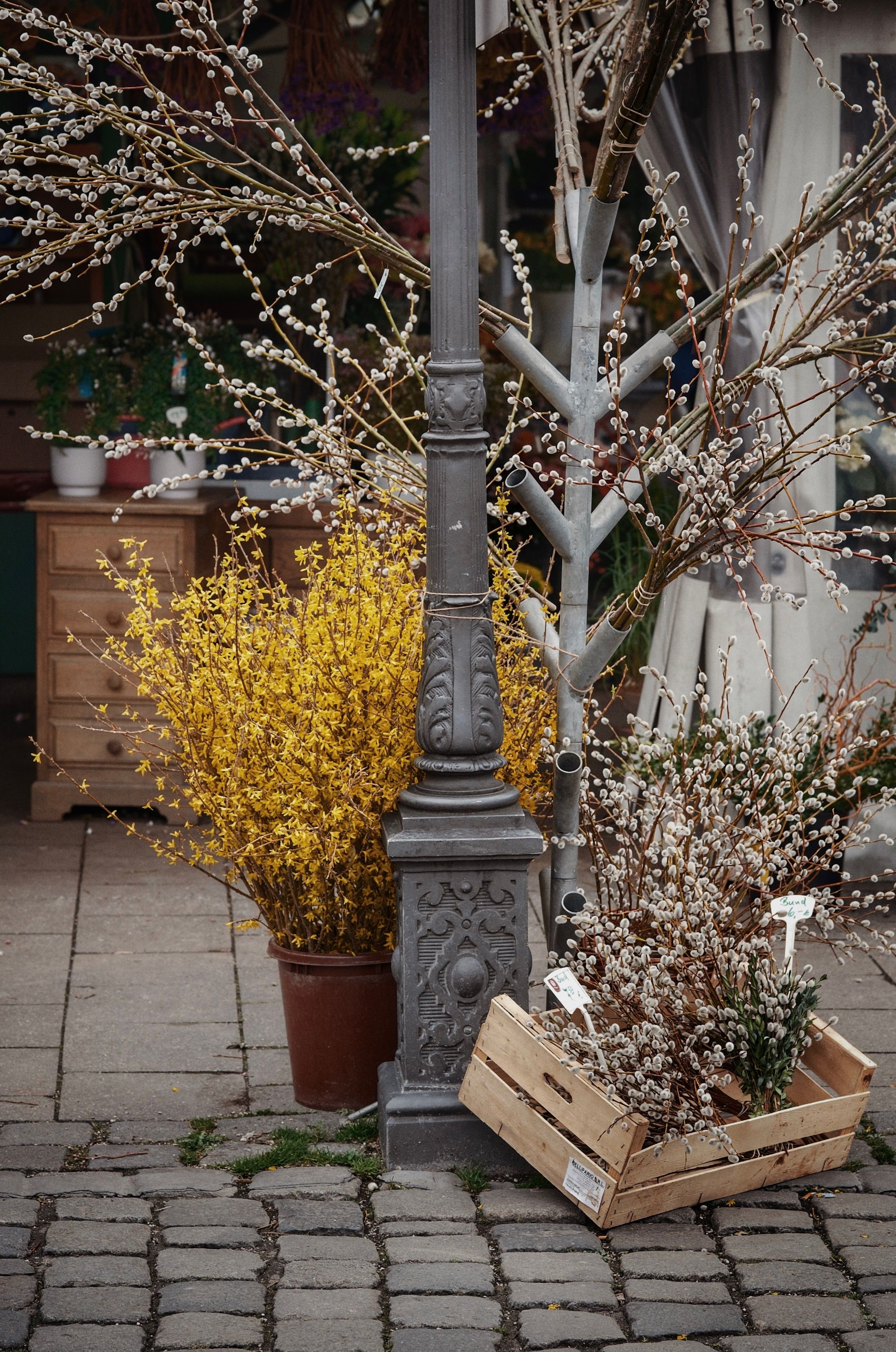 Spring Flower Display on Cobblestone Street · Free Stock Photo