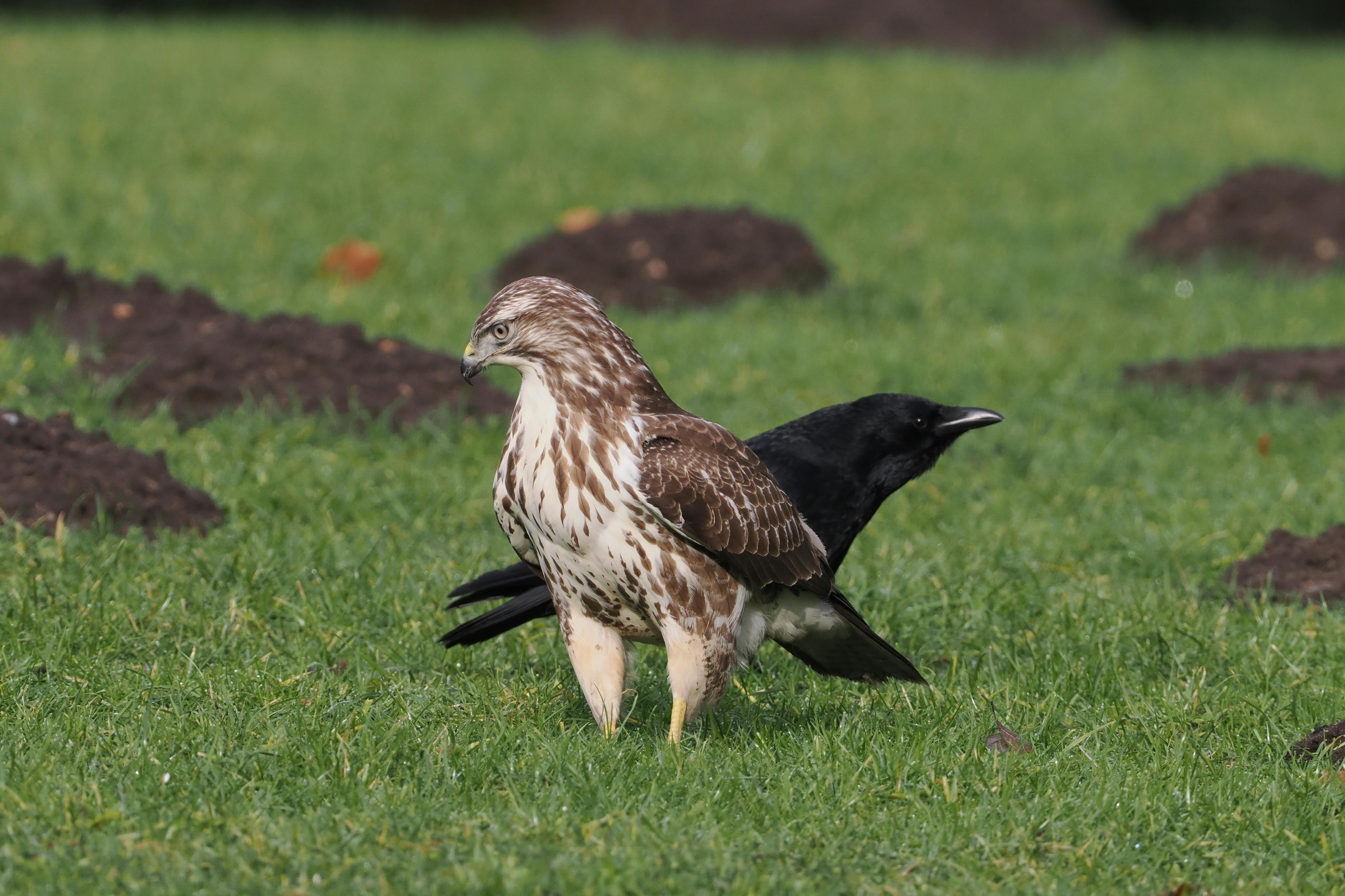 Hawk and Crow on Grass in Hamburg Park · Free Stock Photo