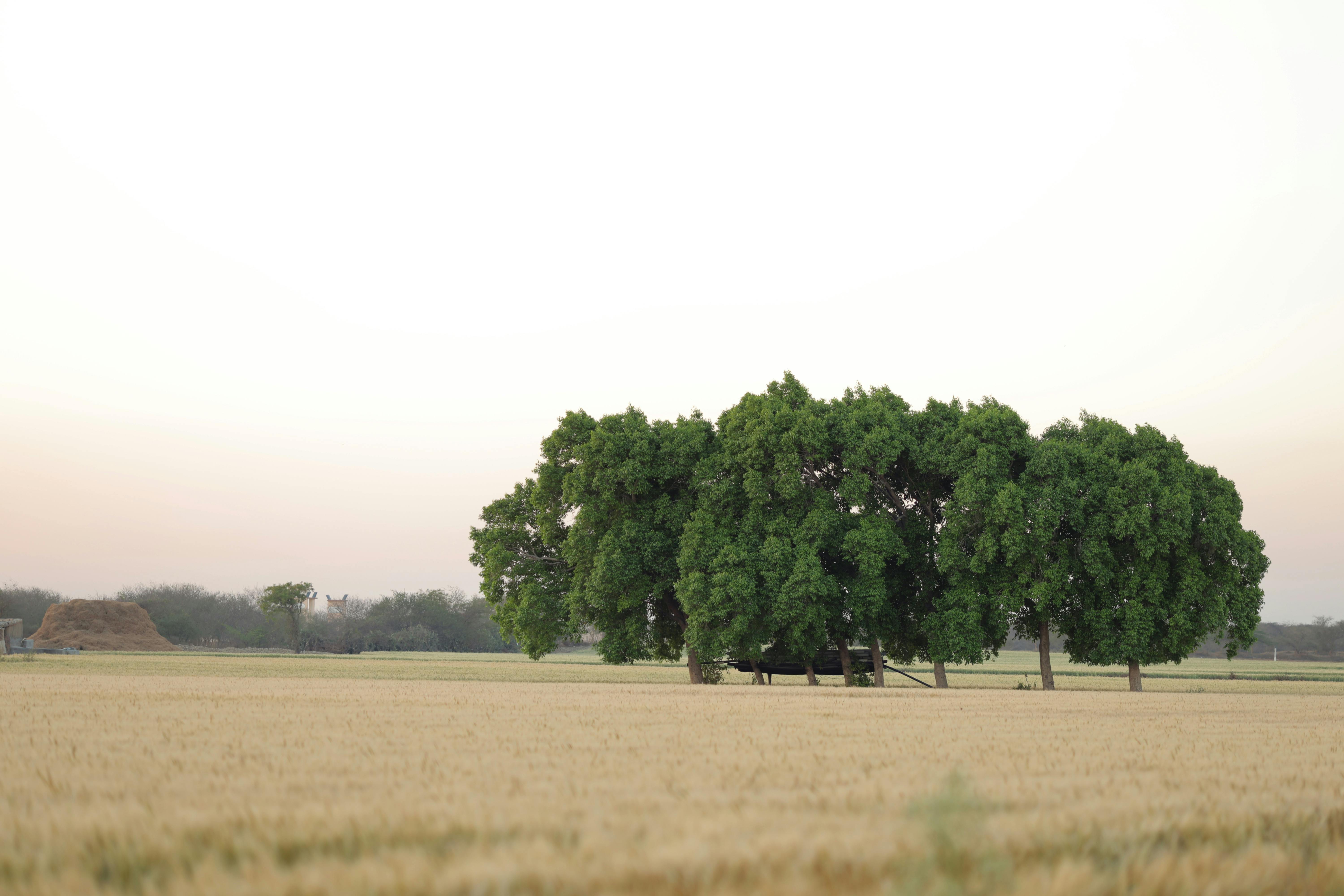 Lone Tree in a Serene Wheat Field Landscape · Free Stock Photo