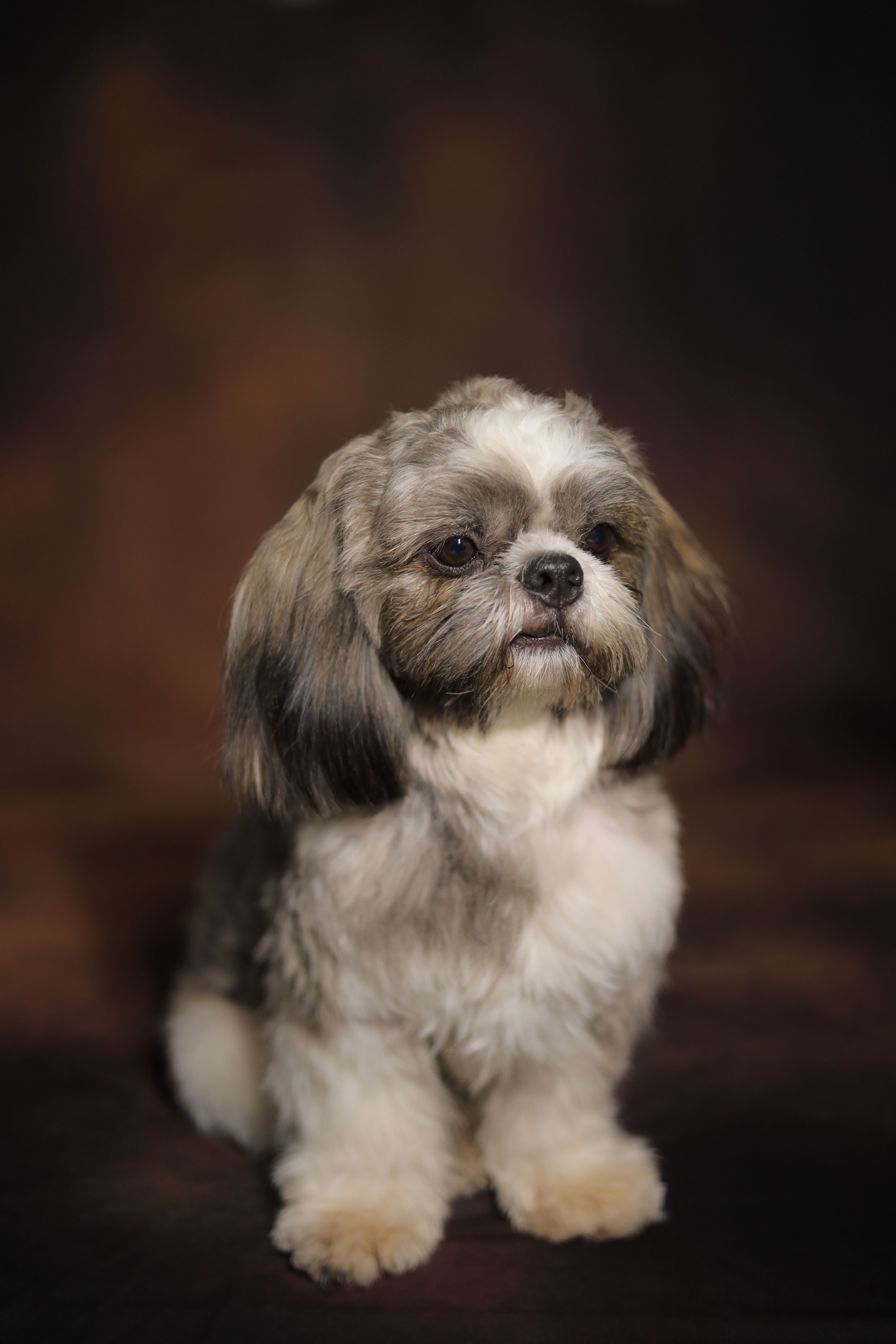 Adorable Shih Tzu Portrait on a Dark Background · Free Stock Photo