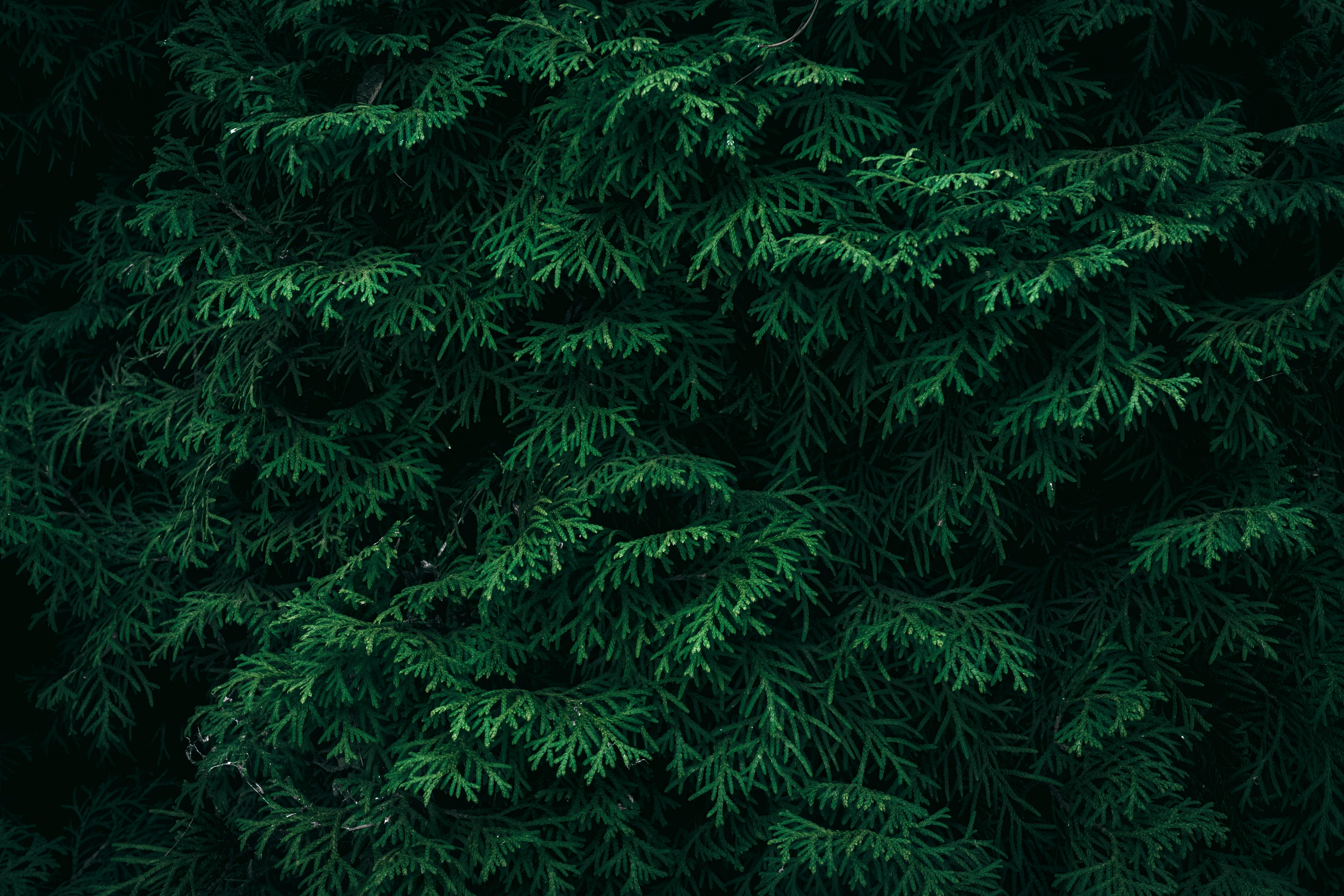 Forest Textured Green Background Photos, Download The BEST Free Forest ...