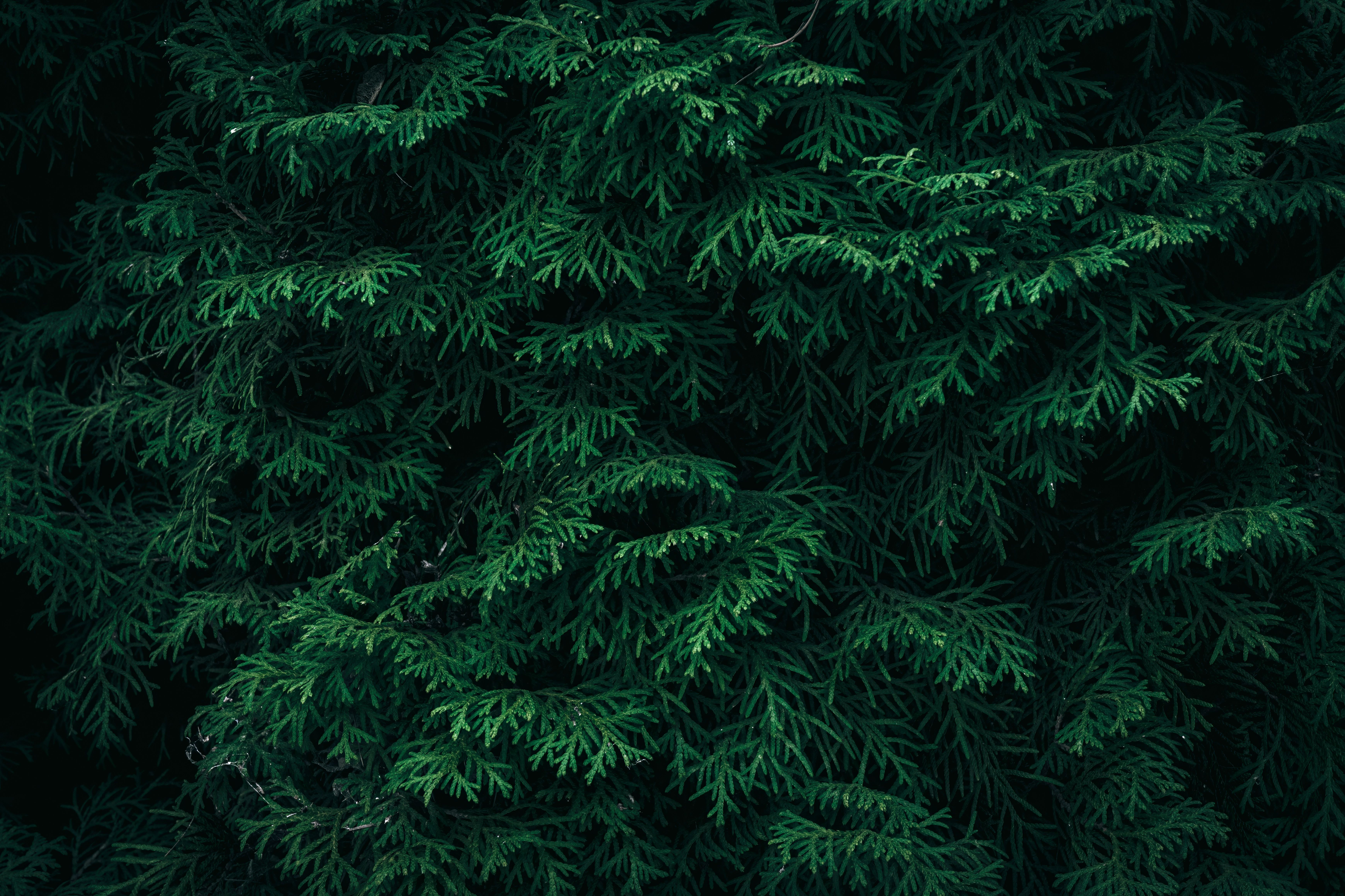 Primer Plano Del Exuberante Follaje De Un árbol Conífero Perenne · Foto ...