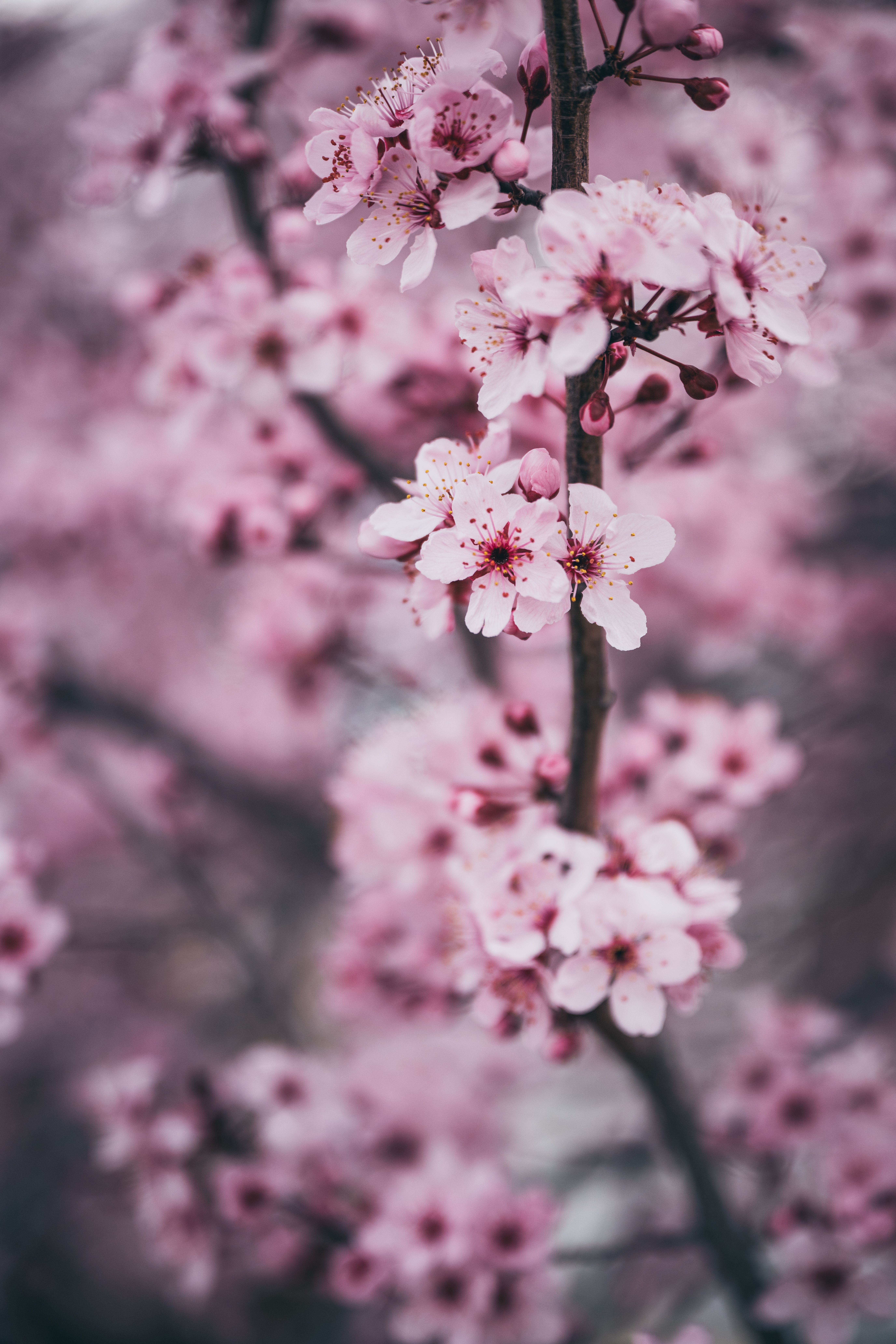 Close-Up of Cherry Blossoms in Boise · Free Stock Photo