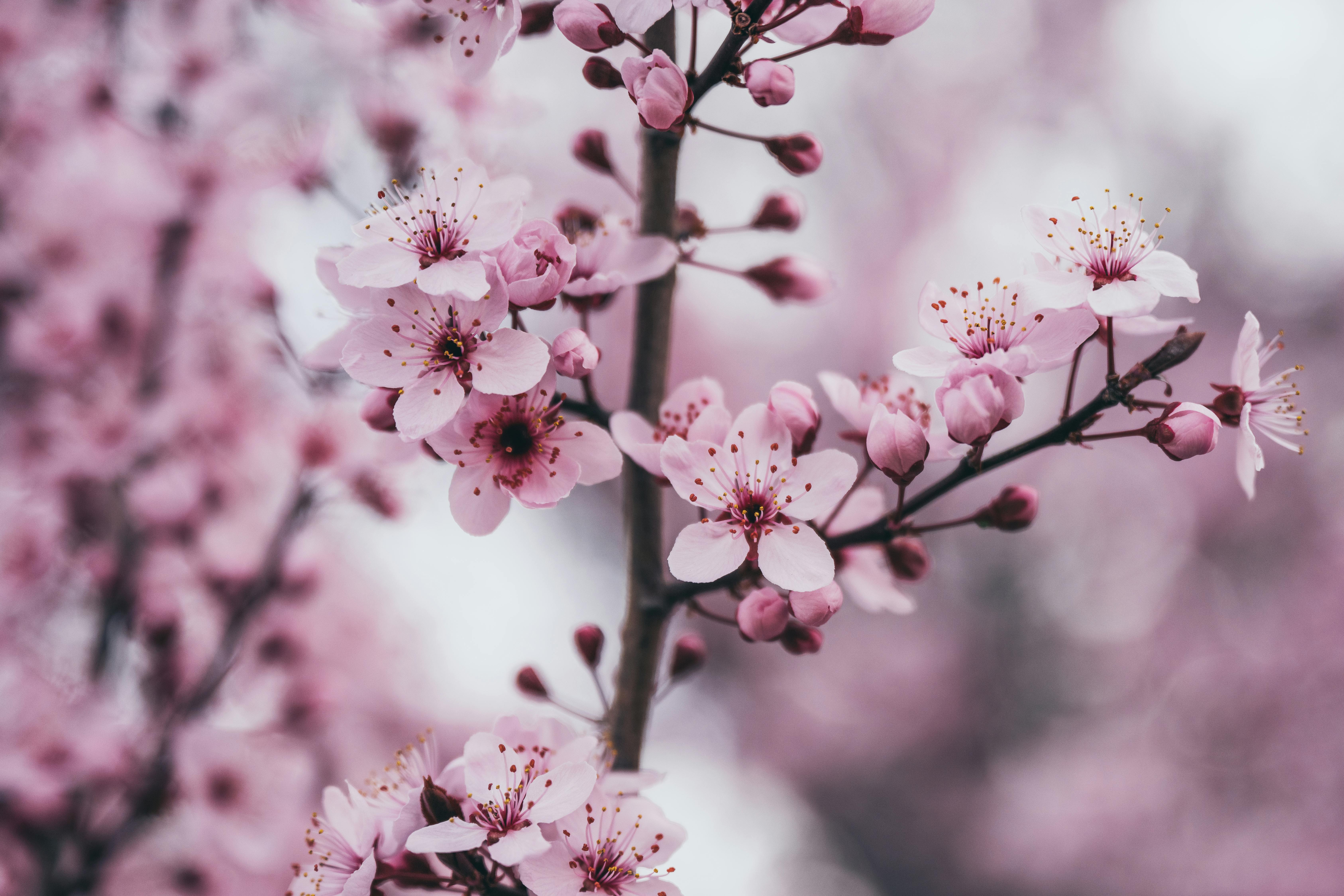 Blooming Cherry Blossoms in Boise, Idaho · Free Stock Photo