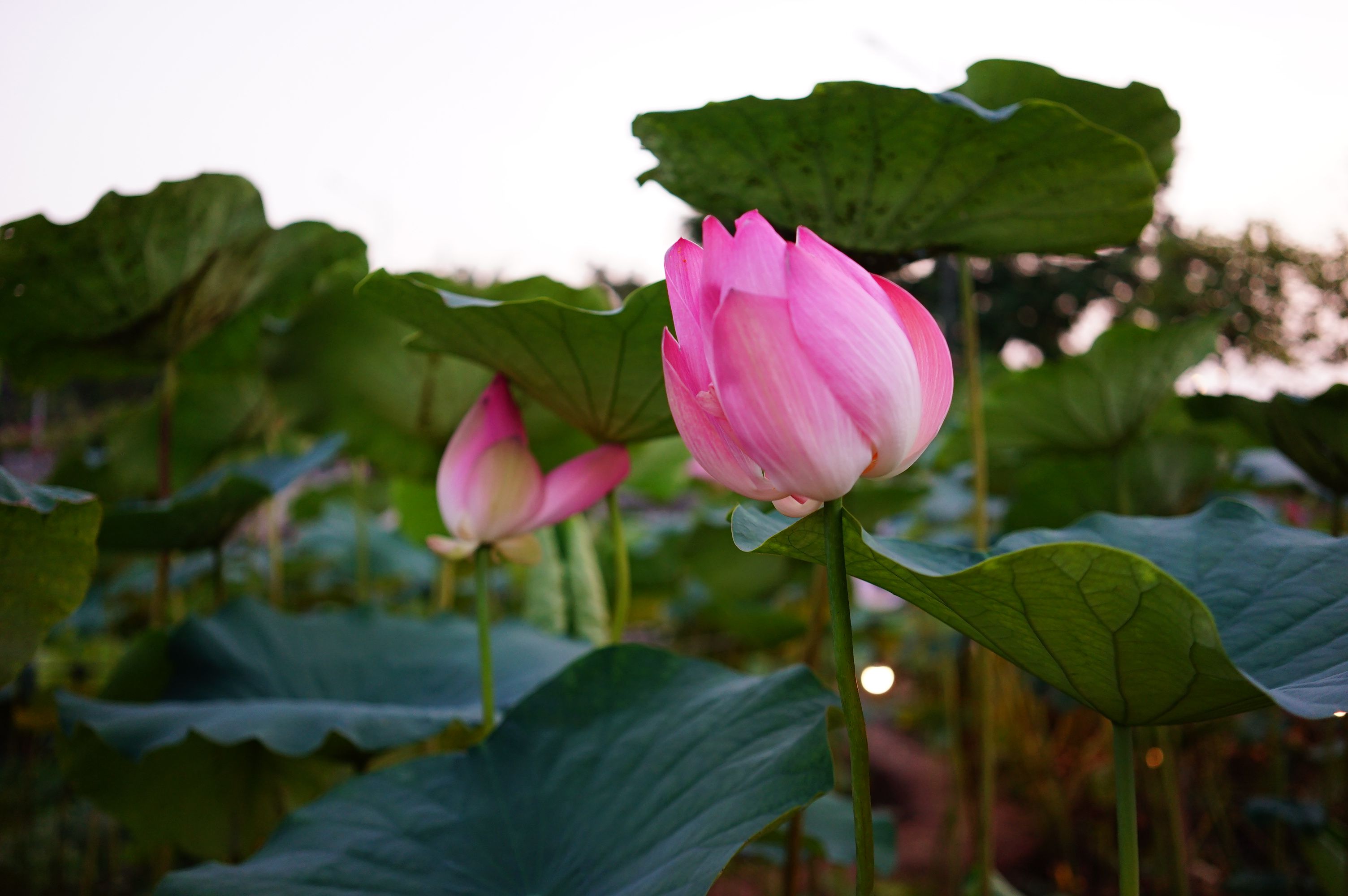 Vibrant Pink Lotus Blossoms in Lush Greenery · Free Stock Photo