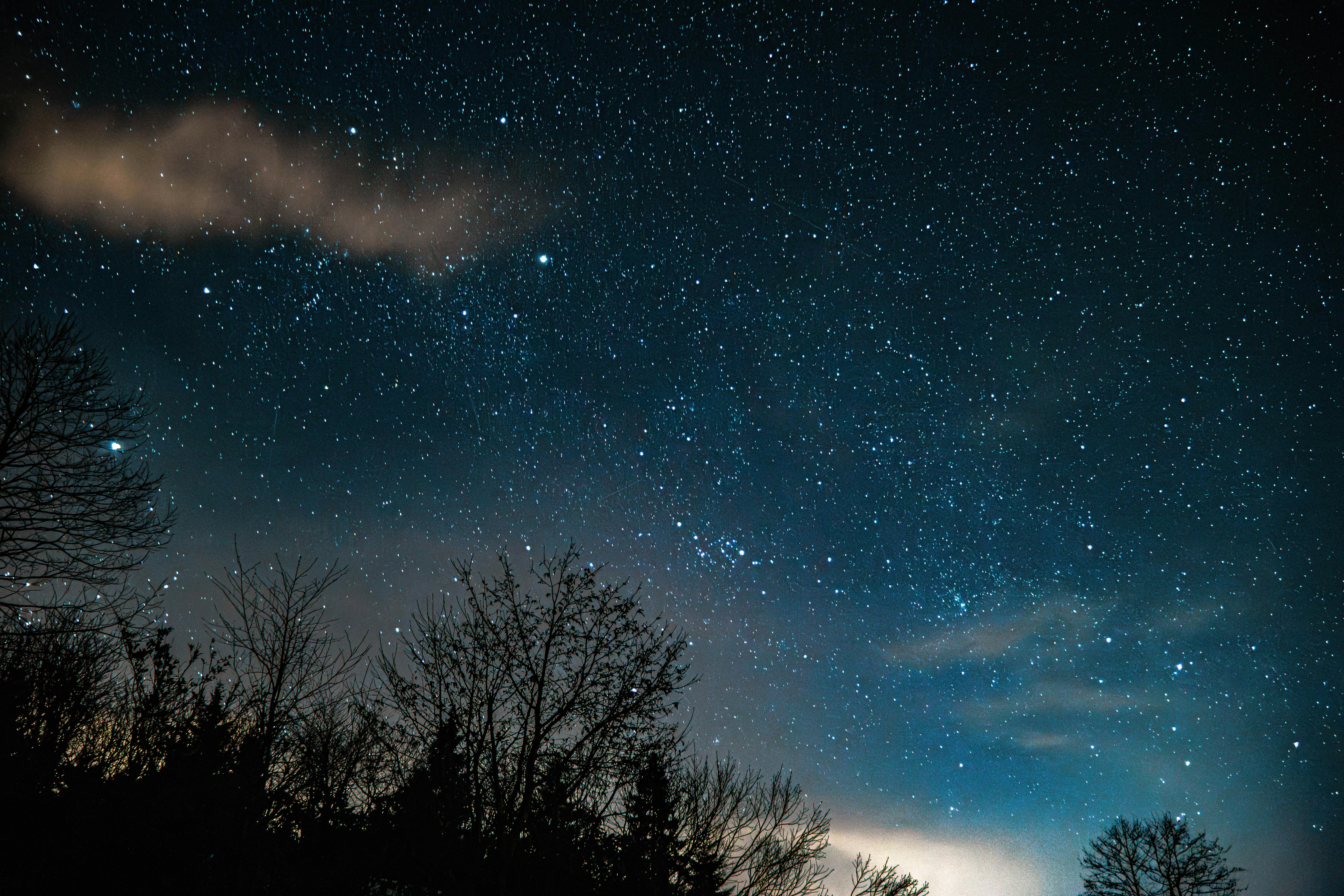 Langit Malam Berbintang Di Atas Siluet Pohon · Foto Stok Gratis