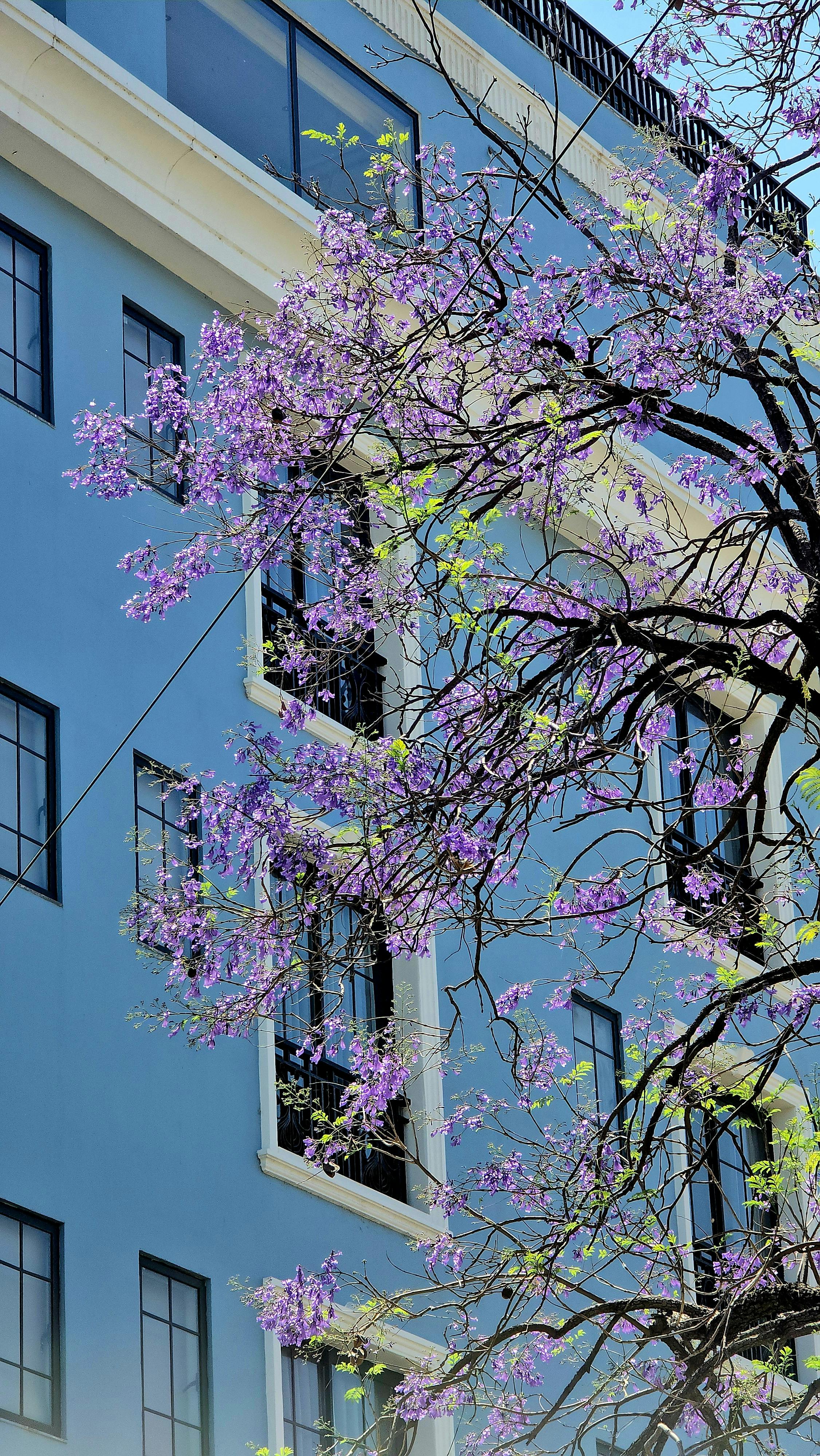 Blooming Jacaranda Tree Against Blue Building · Free Stock Photo