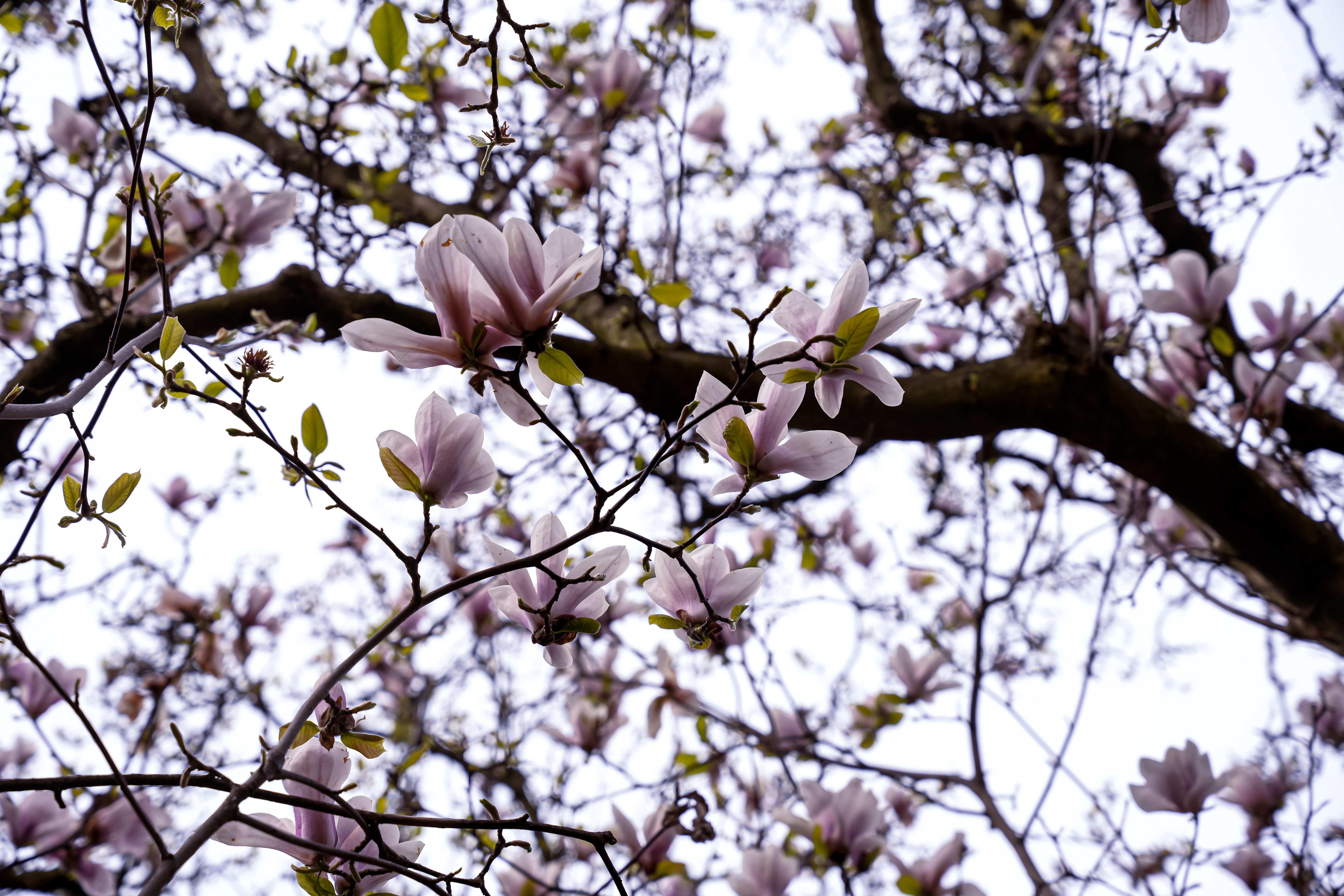 Inspiration Flower Background Photos, Download The BEST Free ...