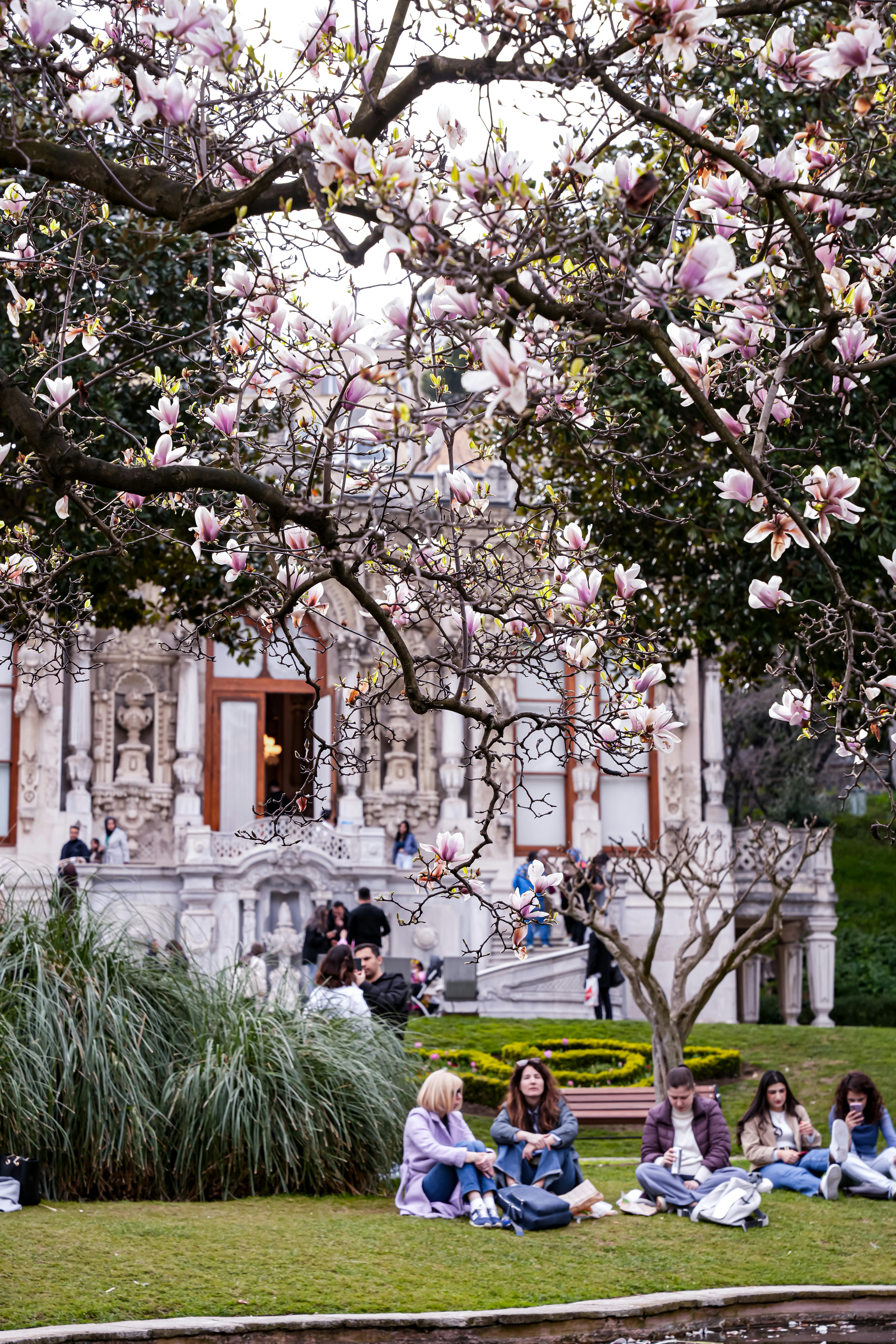 Spring Day in Ornate Garden with Blossom Tree · Free Stock Photo