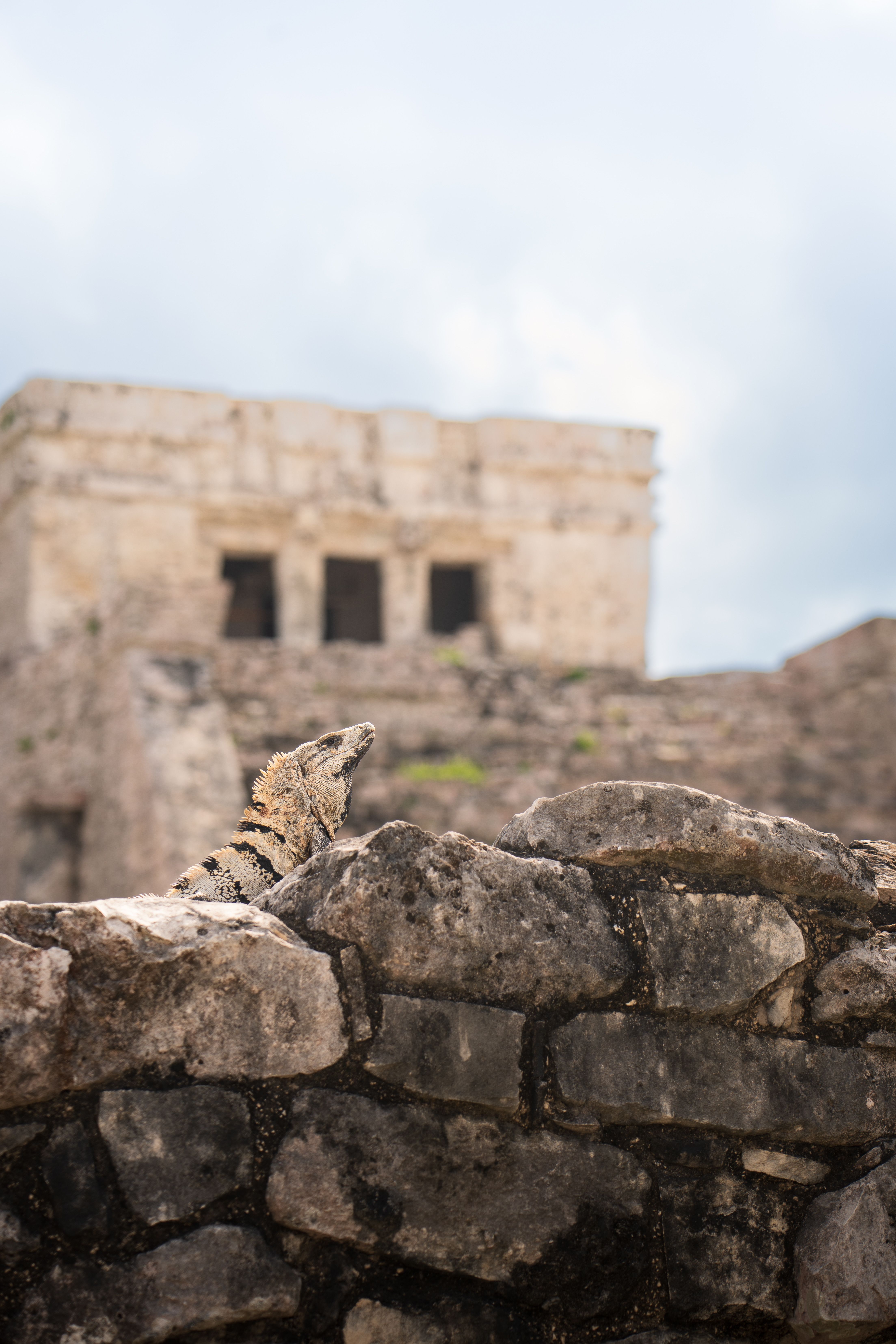 Iguana at Ancient Tulum Ruins in Mexico · Free Stock Photo
