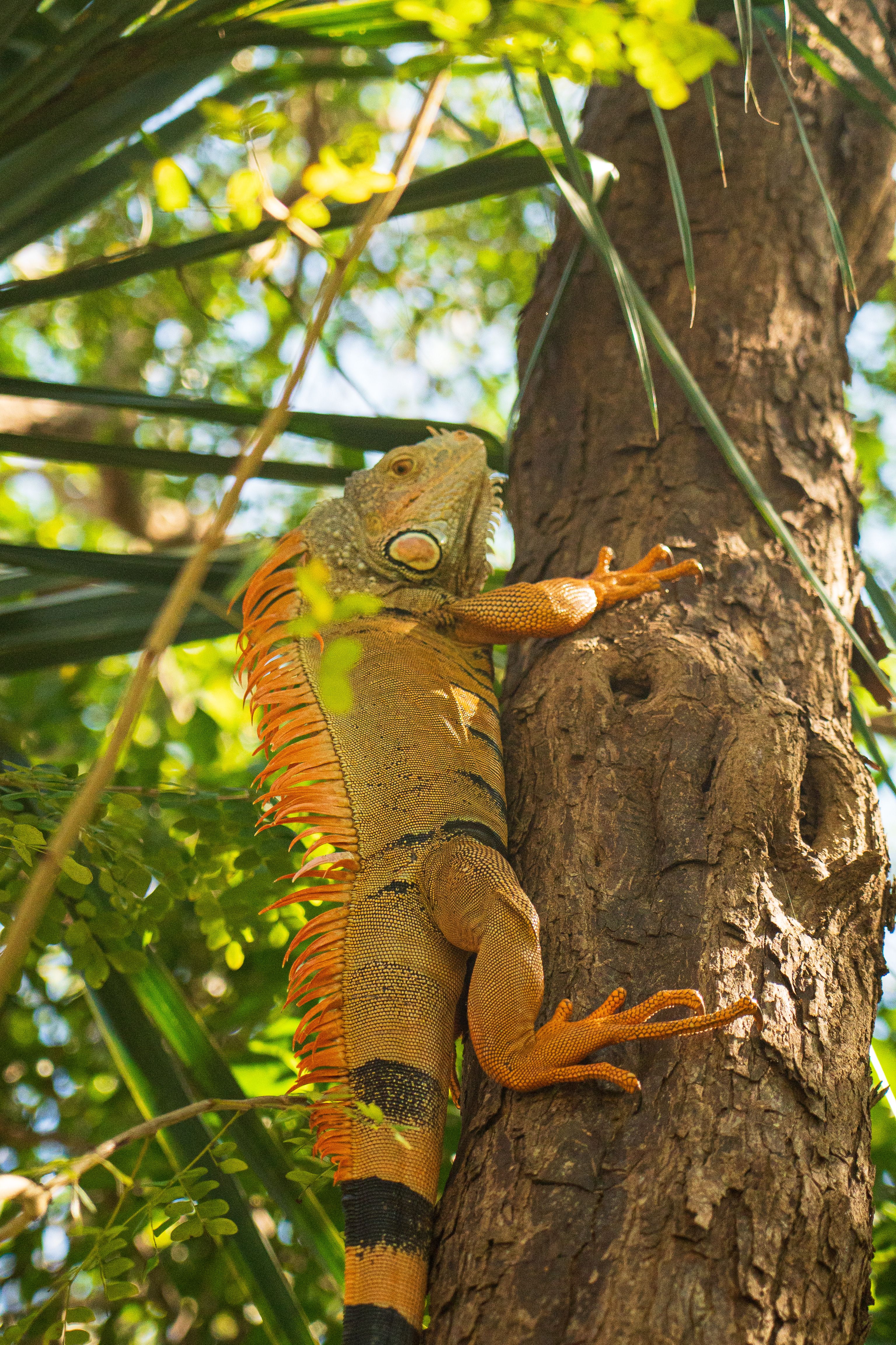 Vibrant Green Iguana Climbing a Tree in Lush Forest · Free Stock Photo