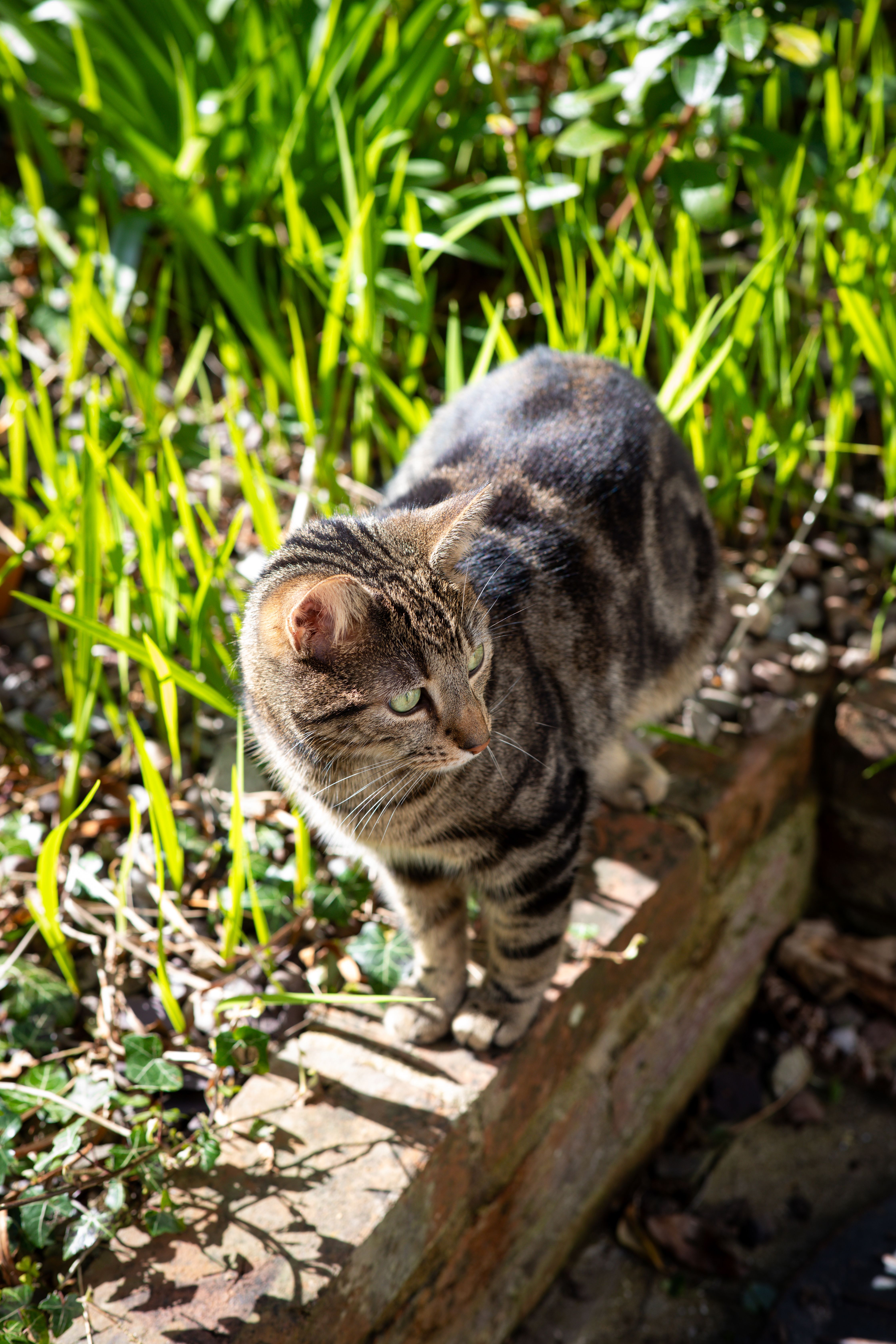 Goofy Cat Photos, Download The BEST Free Goofy Cat Stock Photos & HD Images