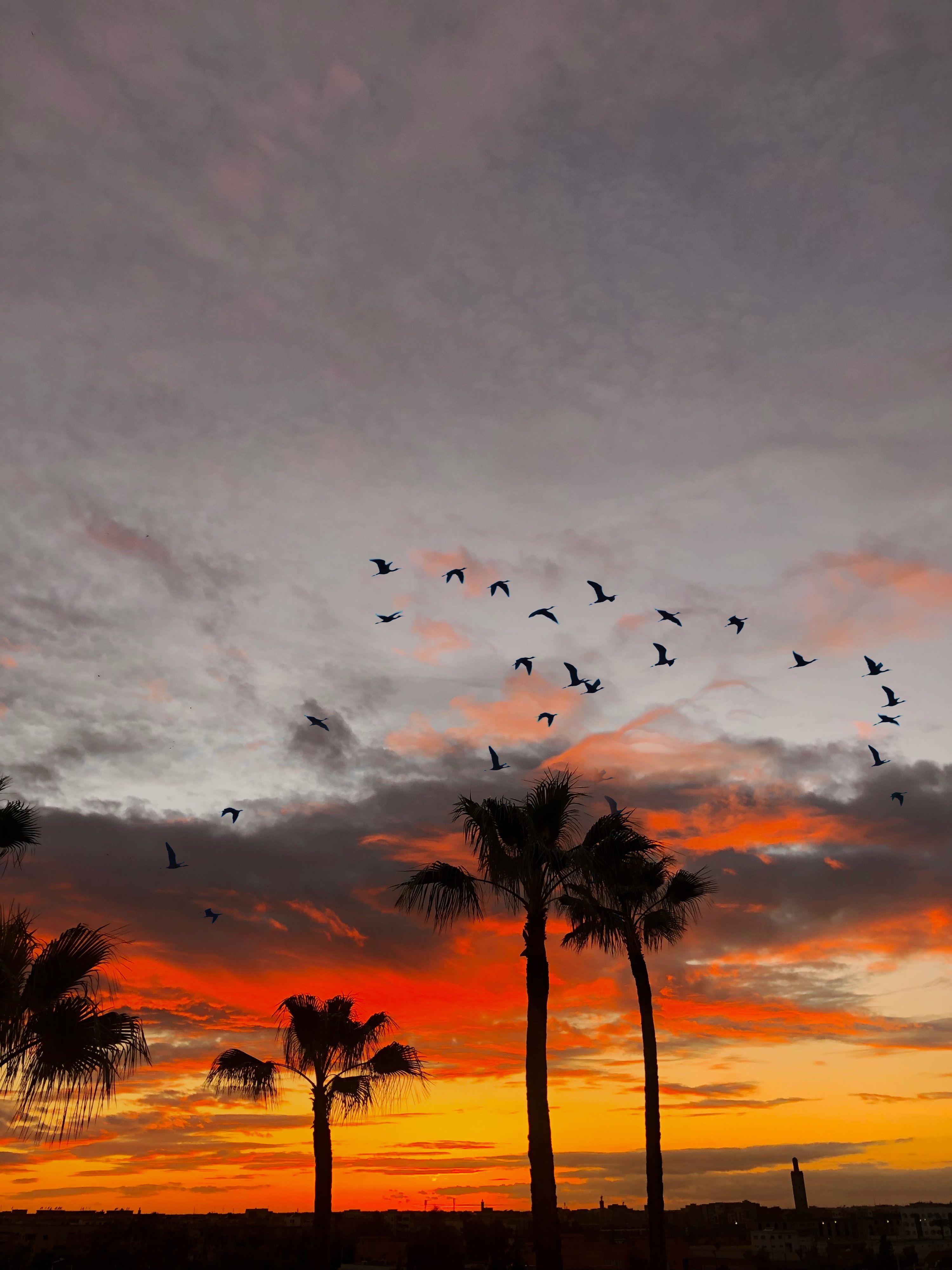 Espectacular Puesta De Sol Con Palmeras Y Pájaros · Foto de stock gratuita