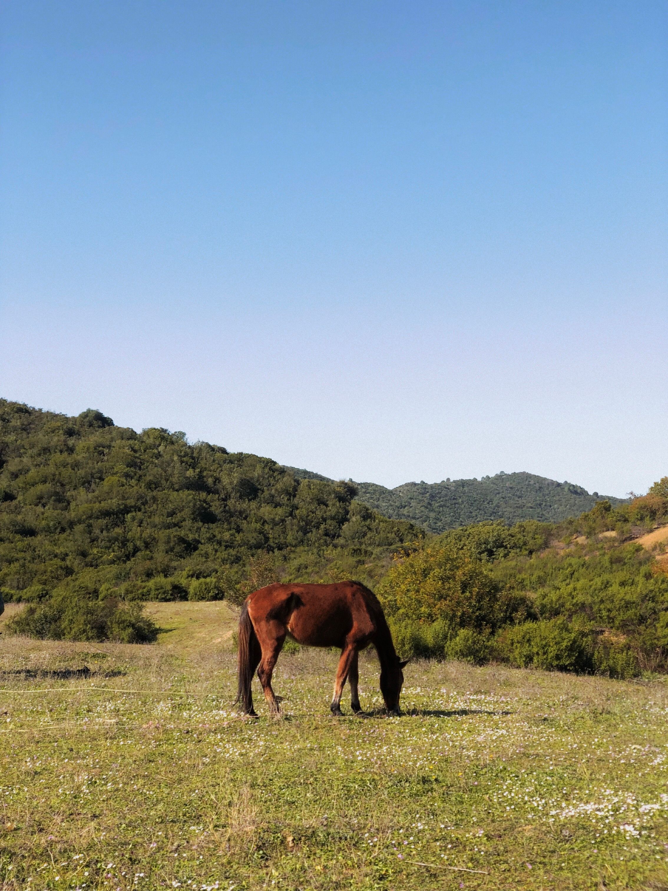 Cavalo Pastando Em Paisagem Cênica De Encosta Verdejante · Foto ...