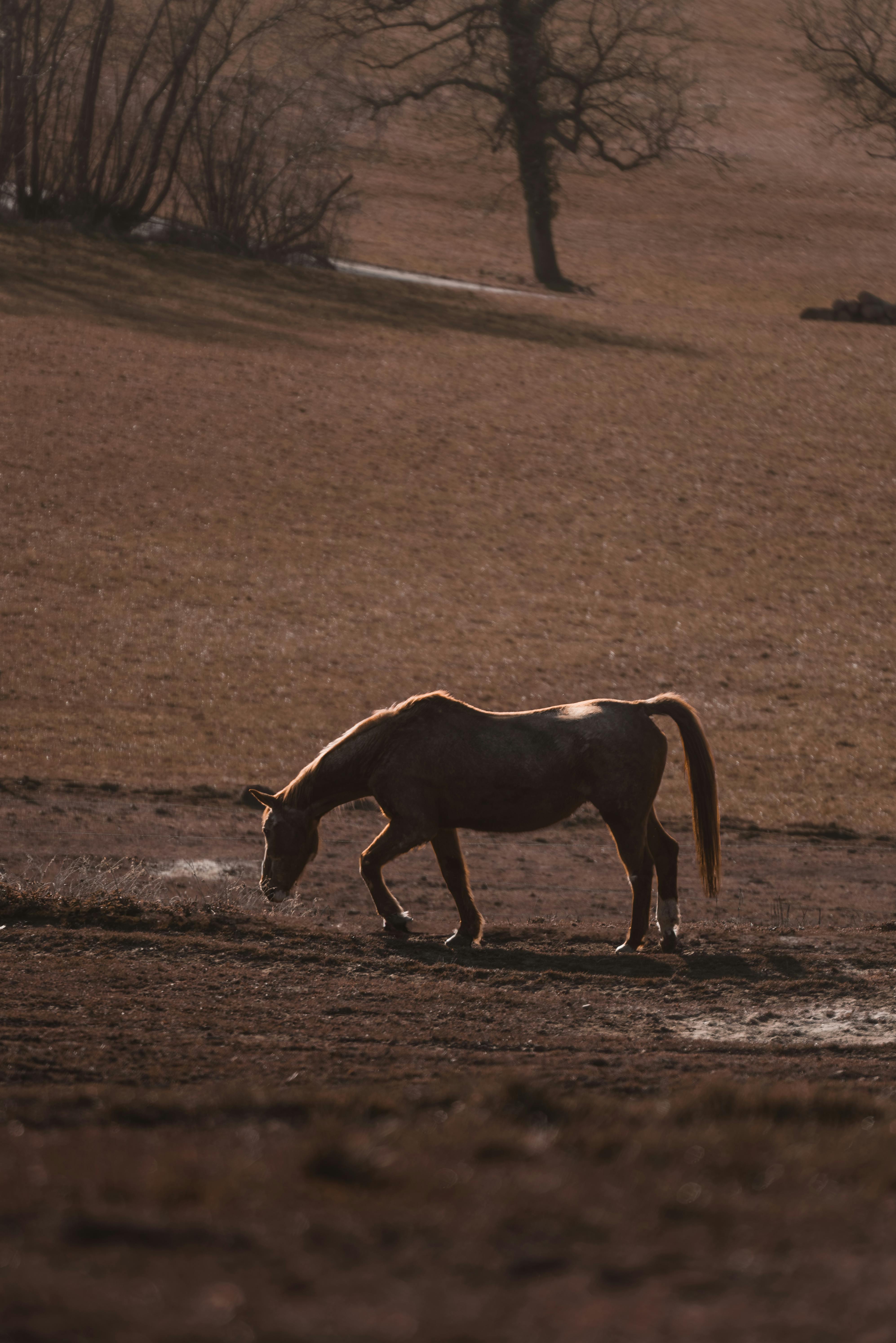 Peaceful Horse Grazing in Rustic Pasture · Free Stock Photo