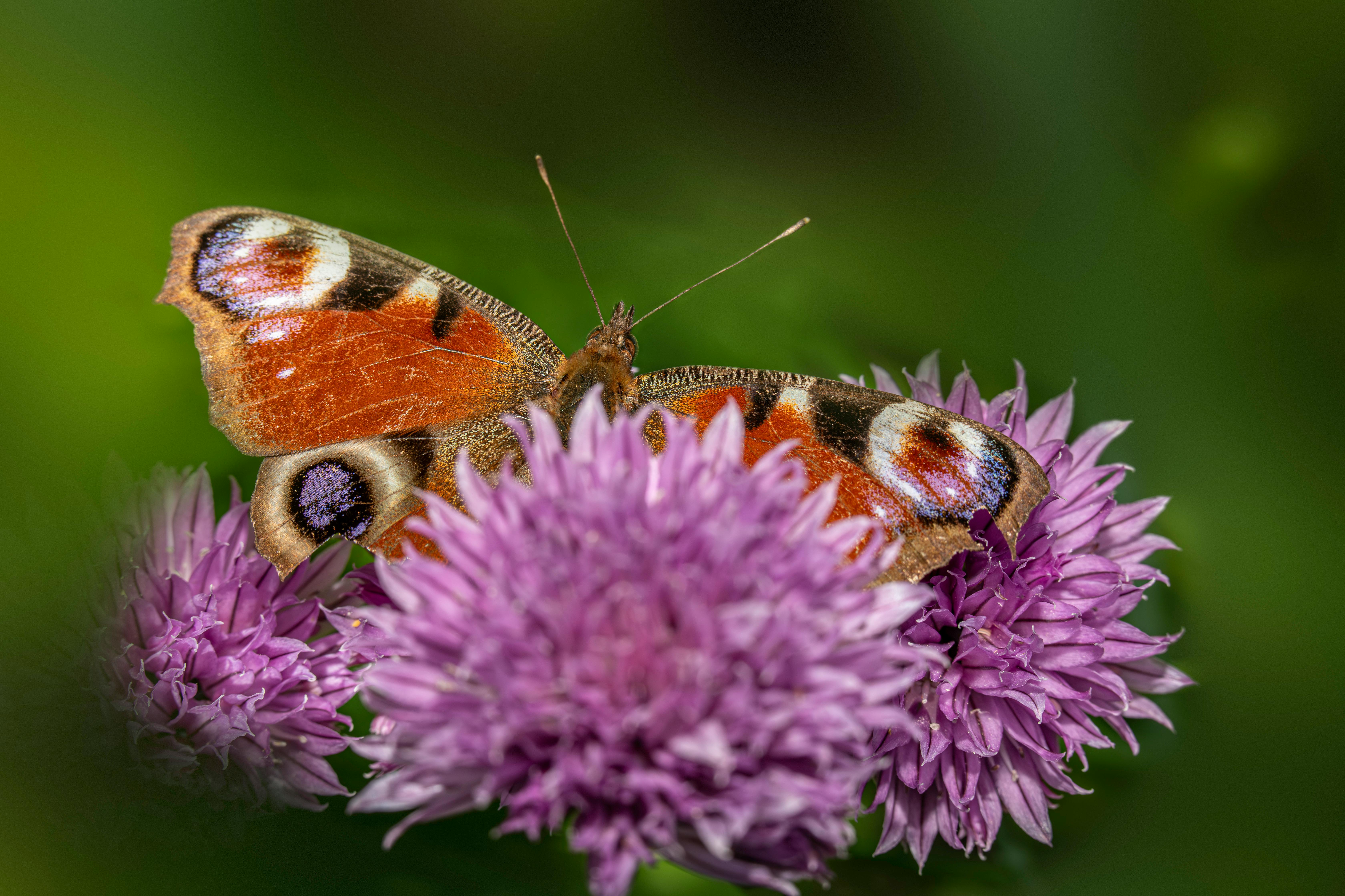 Beautiful And Fragile Flower Photos, Download The BEST Free Beautiful ...