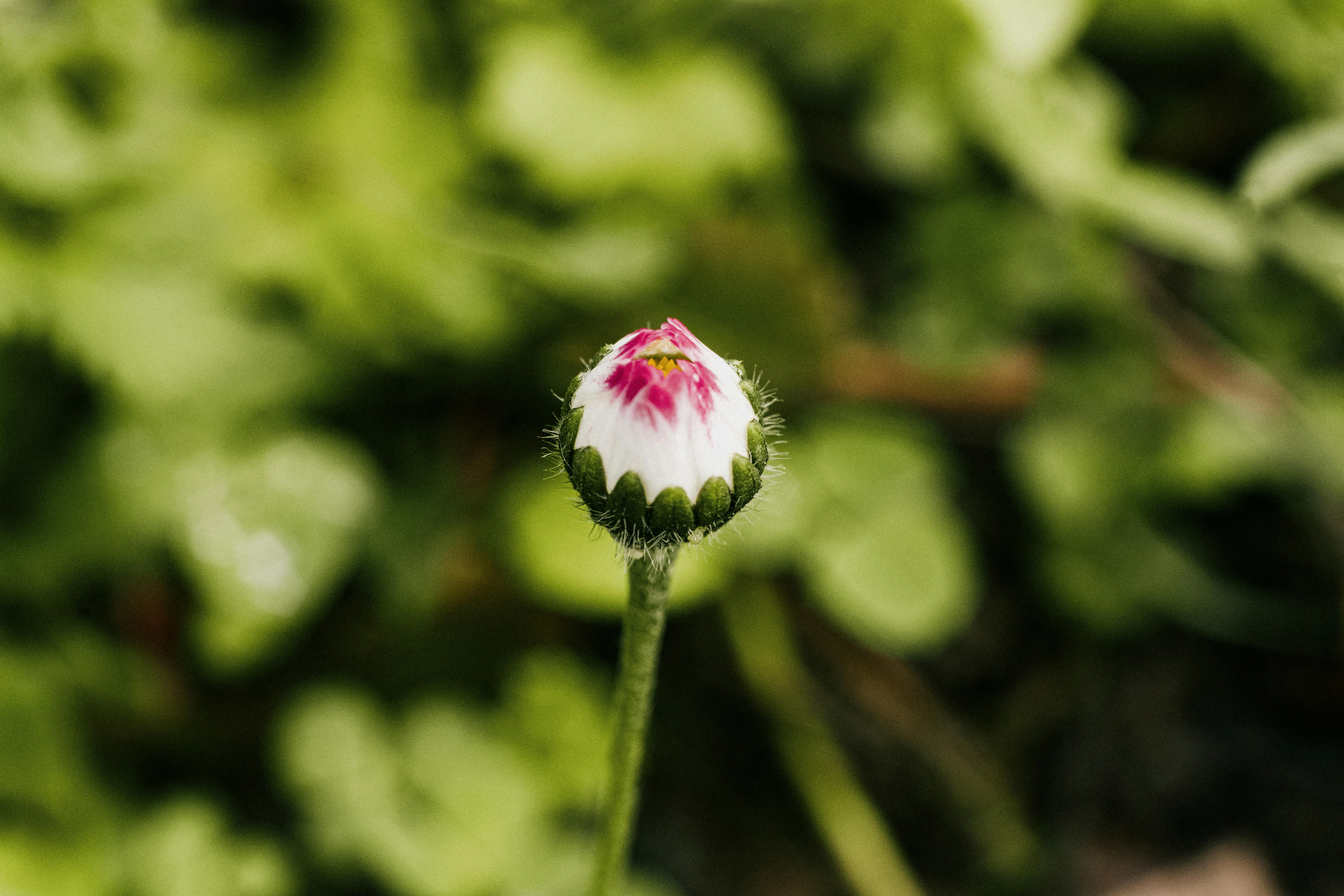 Daisy Bud Emerging in Croatian Greenery · Free Stock Photo