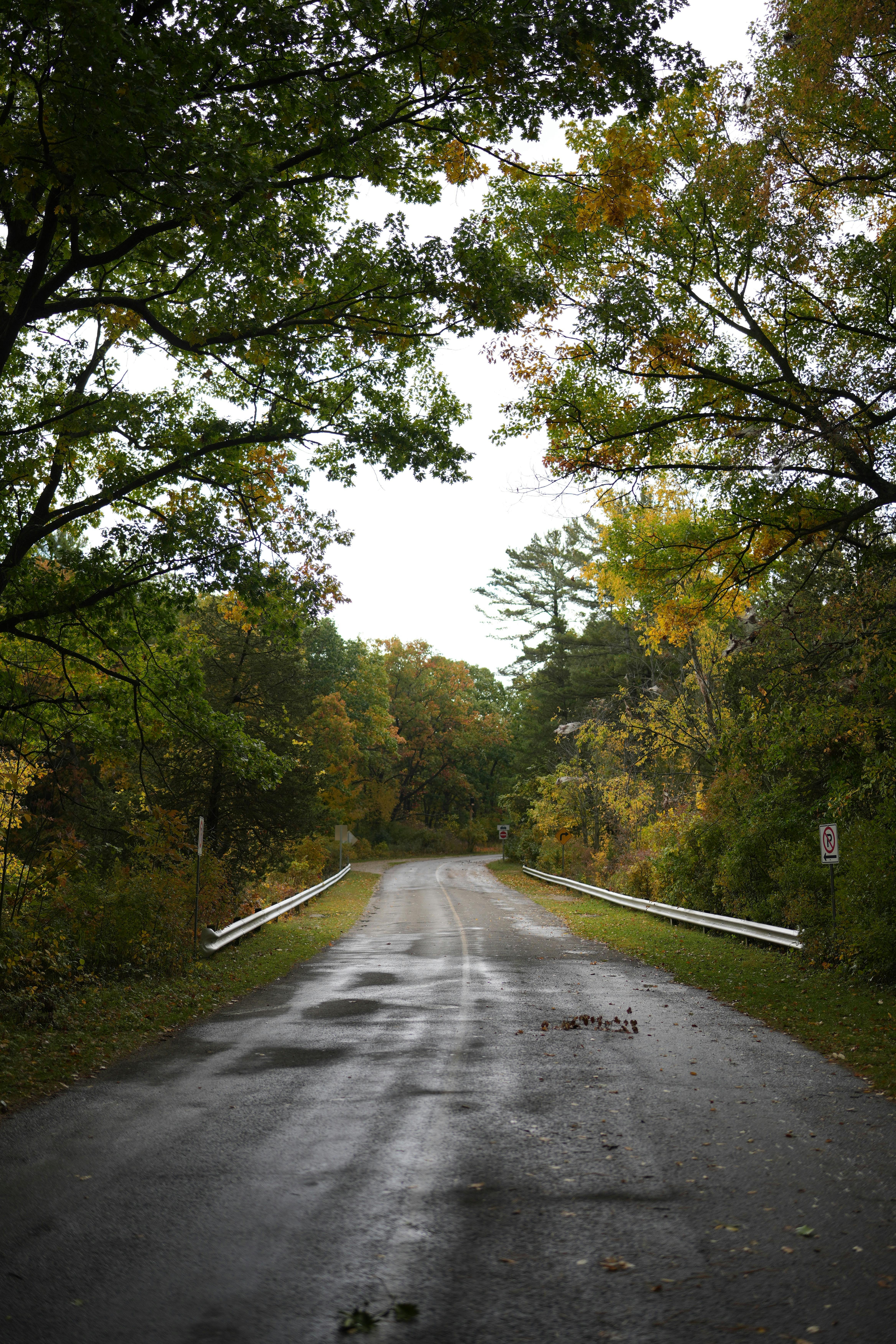 Bray Road Elkhorn Trees Photos, Download The BEST Free Bray Road ...