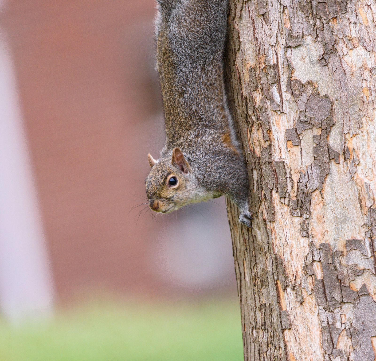 Squirrels Photos, Download The BEST Free Squirrels Stock Photos & HD Images