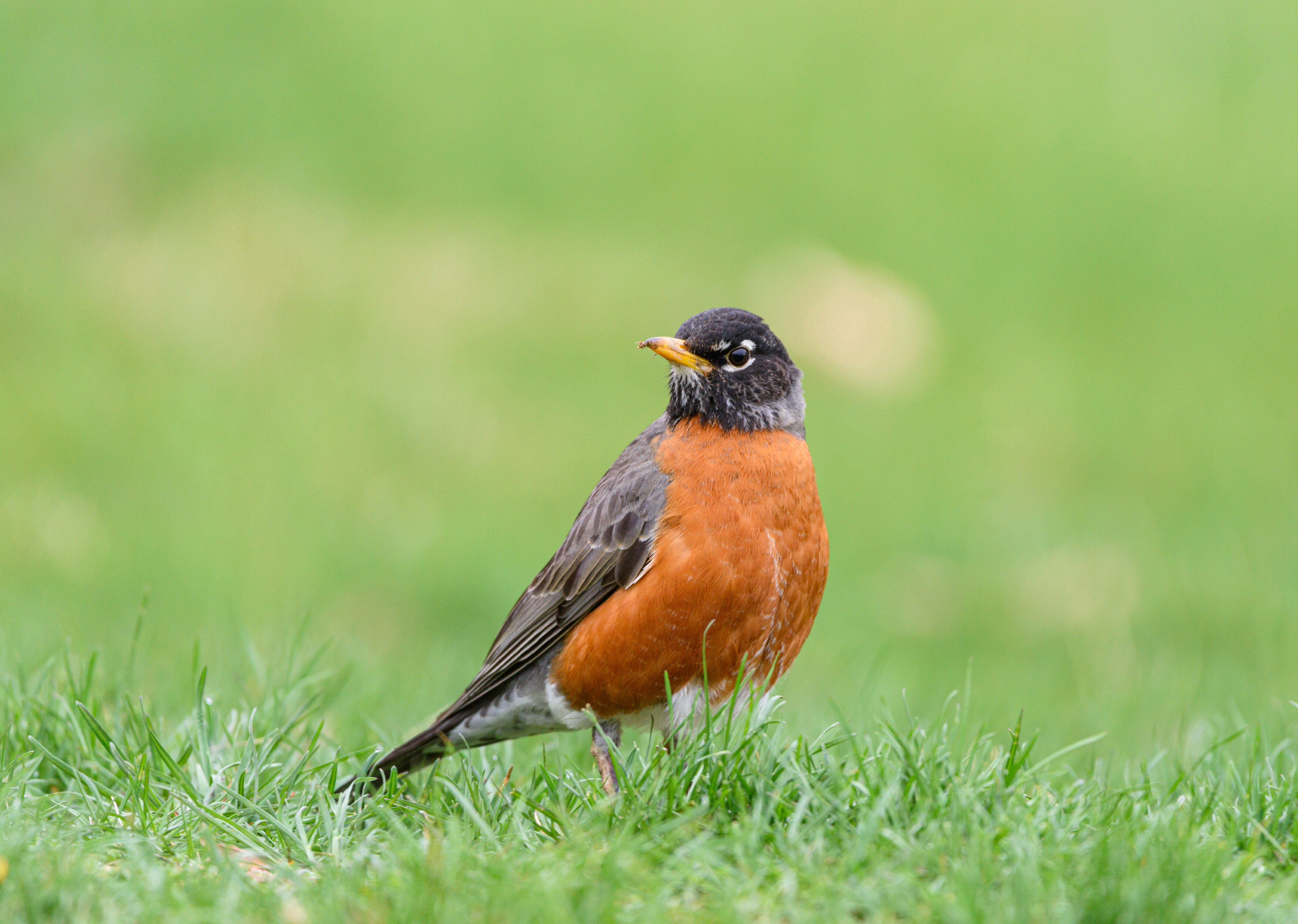 American Robin on a Lush Green Lawn · Free Stock Photo