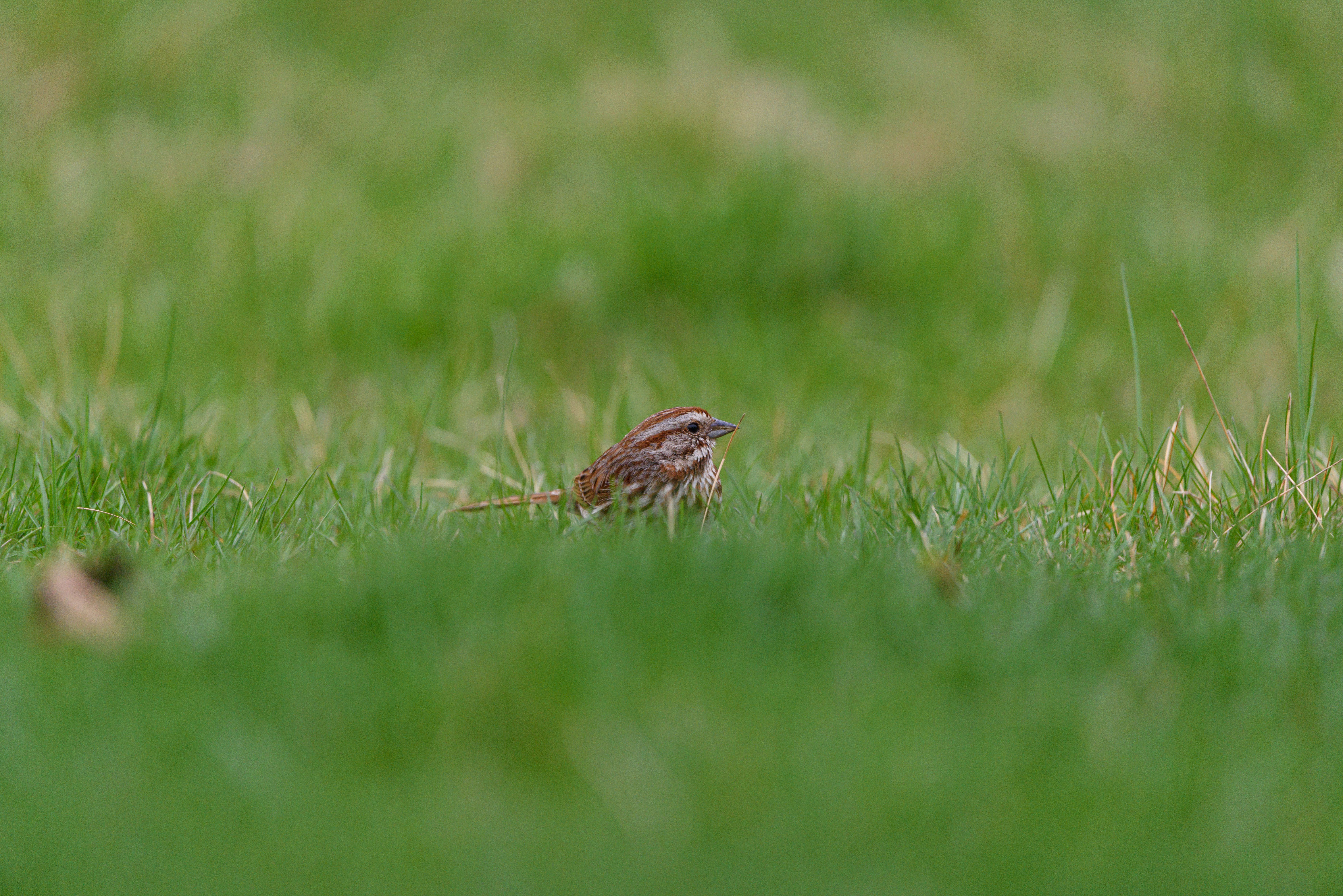 Small Sparrow in Green Grass Close-Up · Free Stock Photo