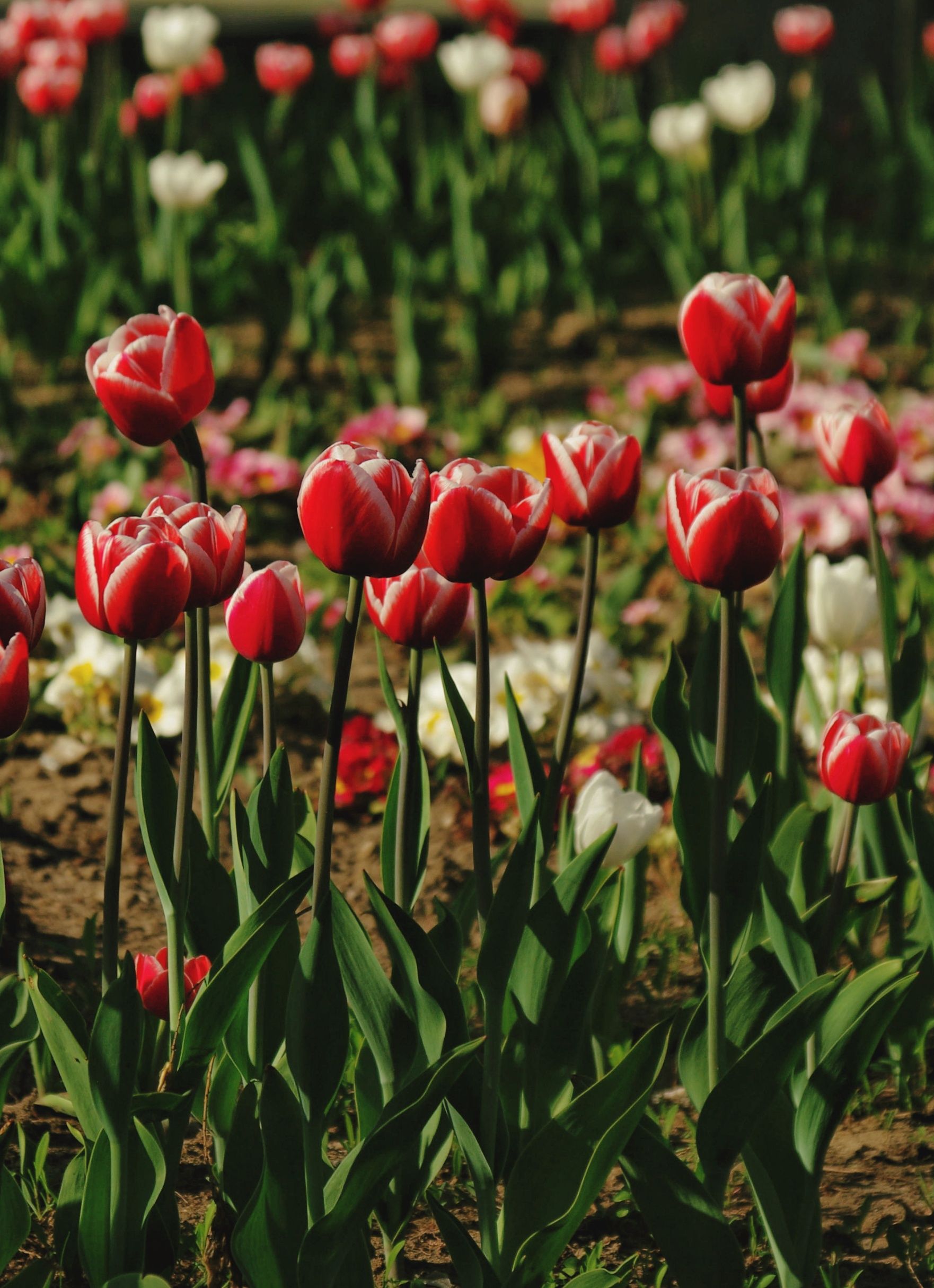 Vibrant Tulip Garden in Full Bloom · Free Stock Photo