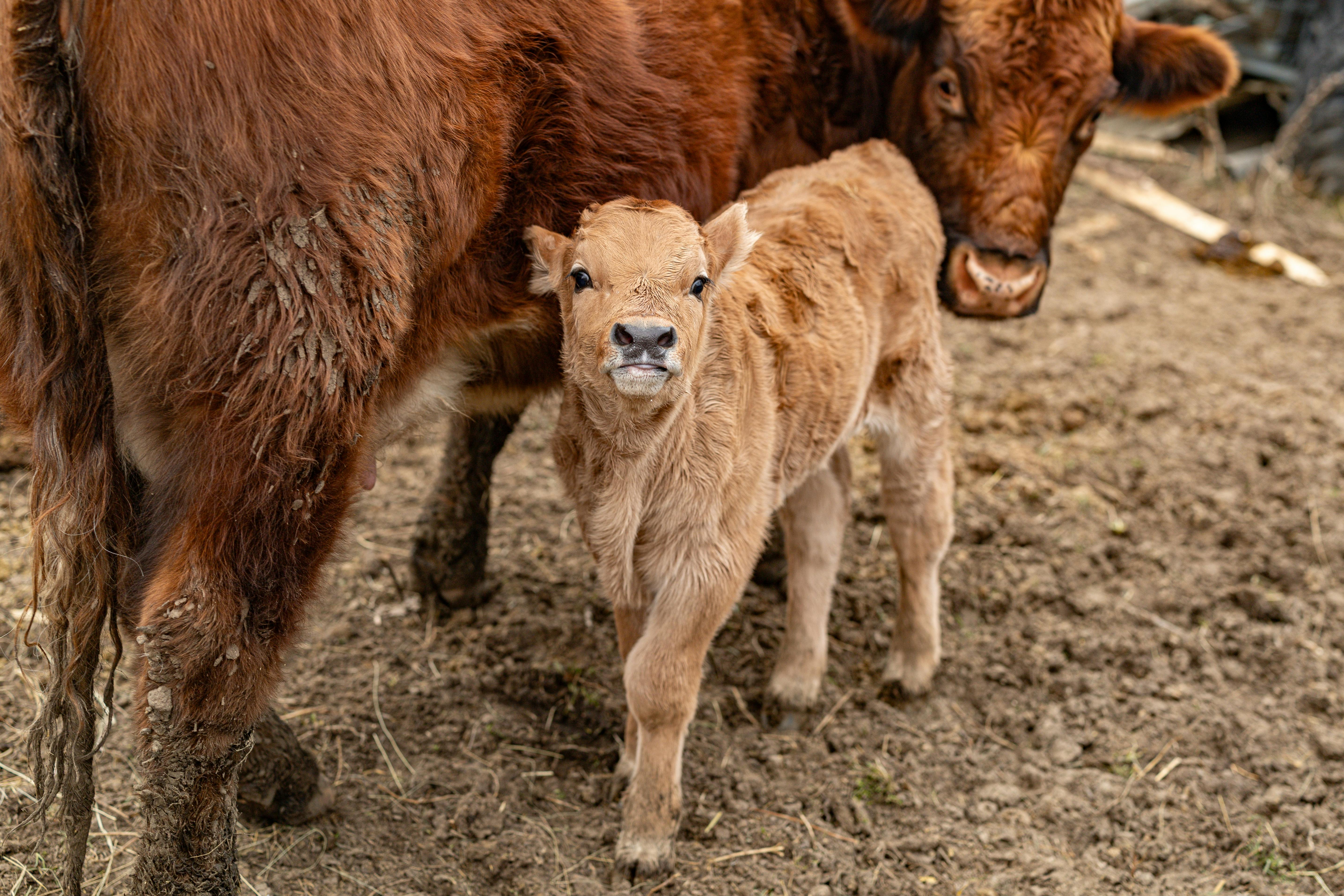 Cow Dung Photos, Download The BEST Free Cow Dung Stock Photos & HD Images