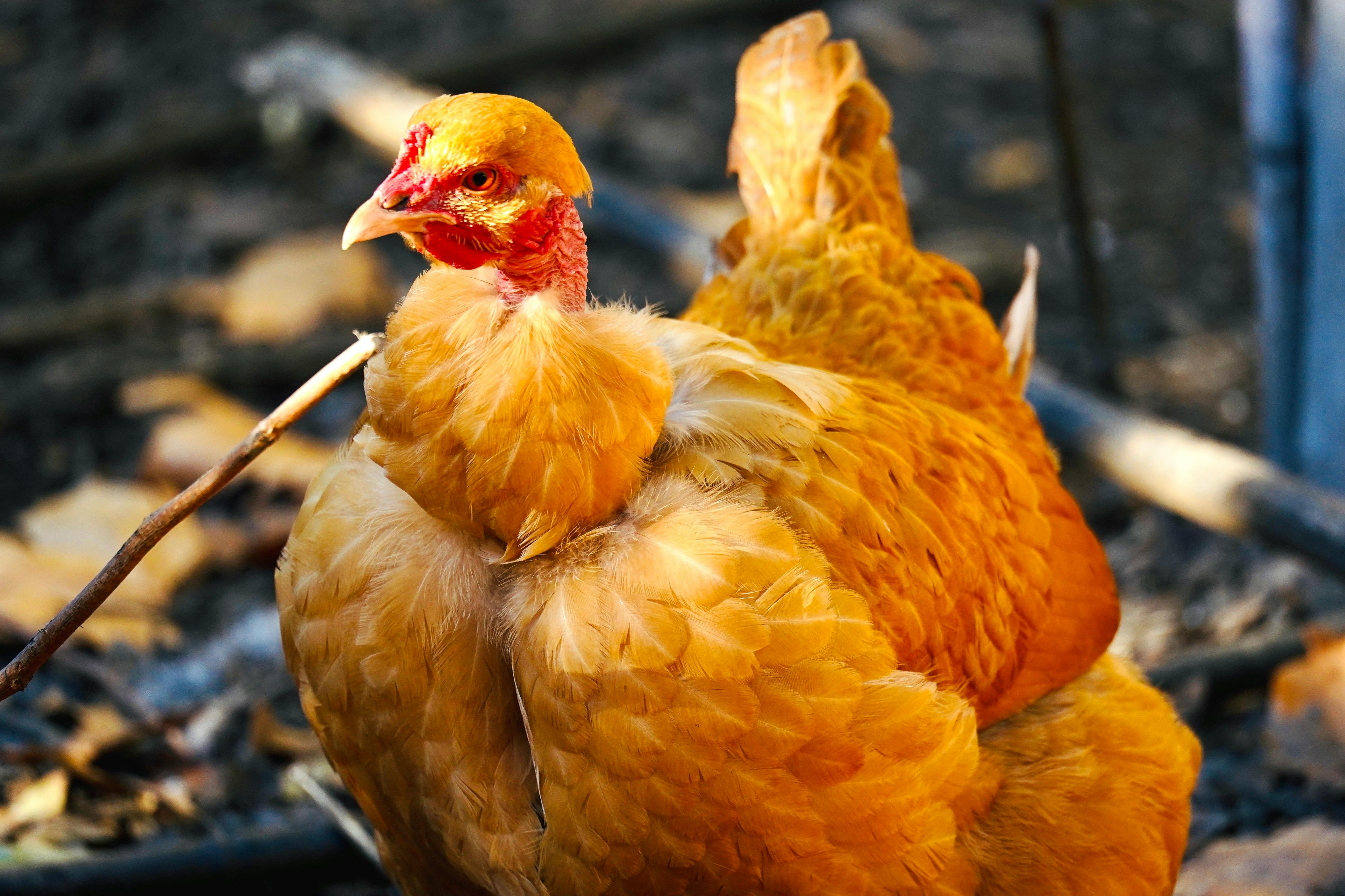 Close-up of a Vibrant Orange Hen in Sunlight · Free Stock Photo