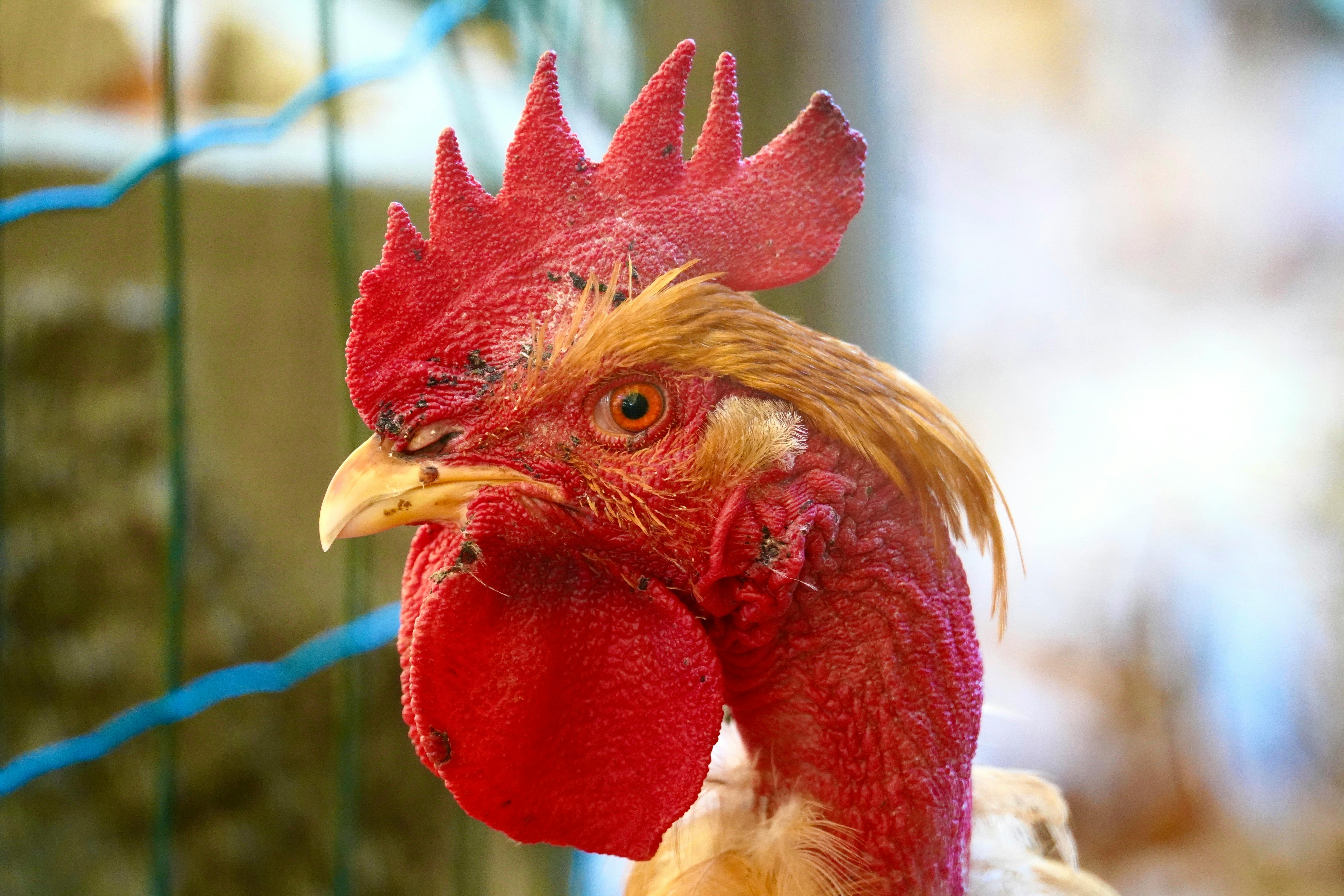 Close-Up of a Red Naked Neck Chicken · Free Stock Photo