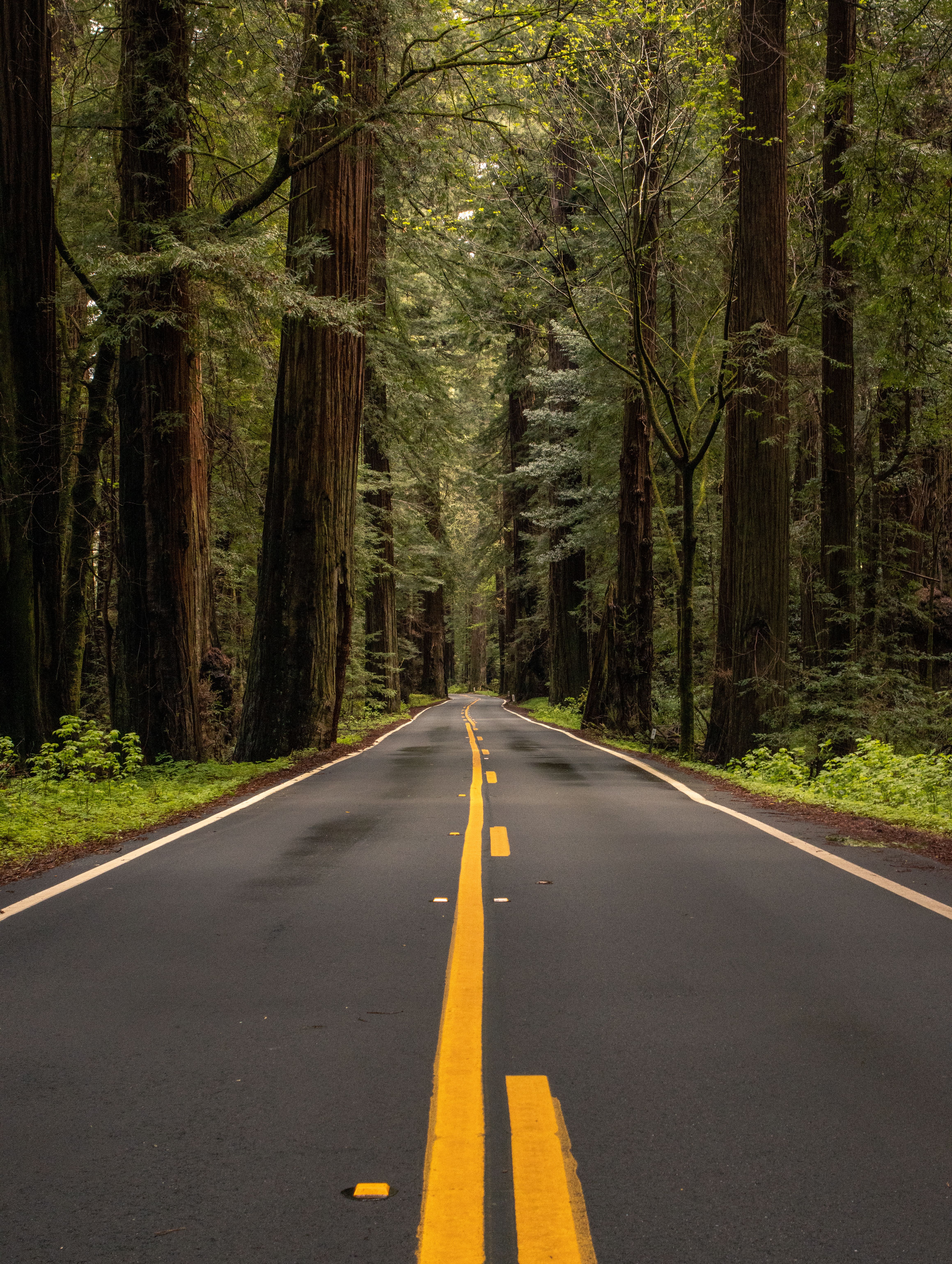 Scenic Redwood Forest Road in California · Free Stock Photo