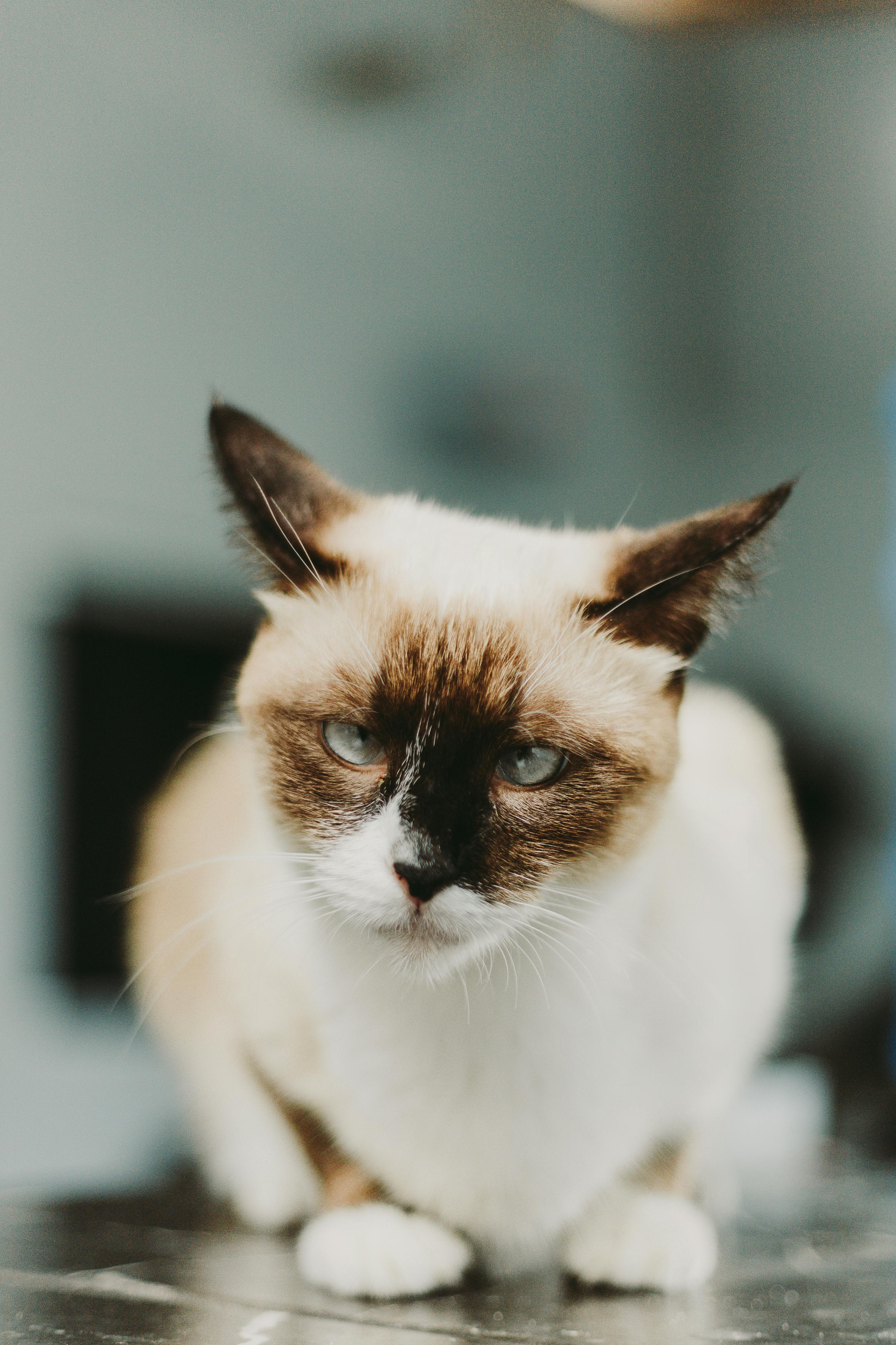 Charming Siamese Cat in Belém, Brazil · Free Stock Photo