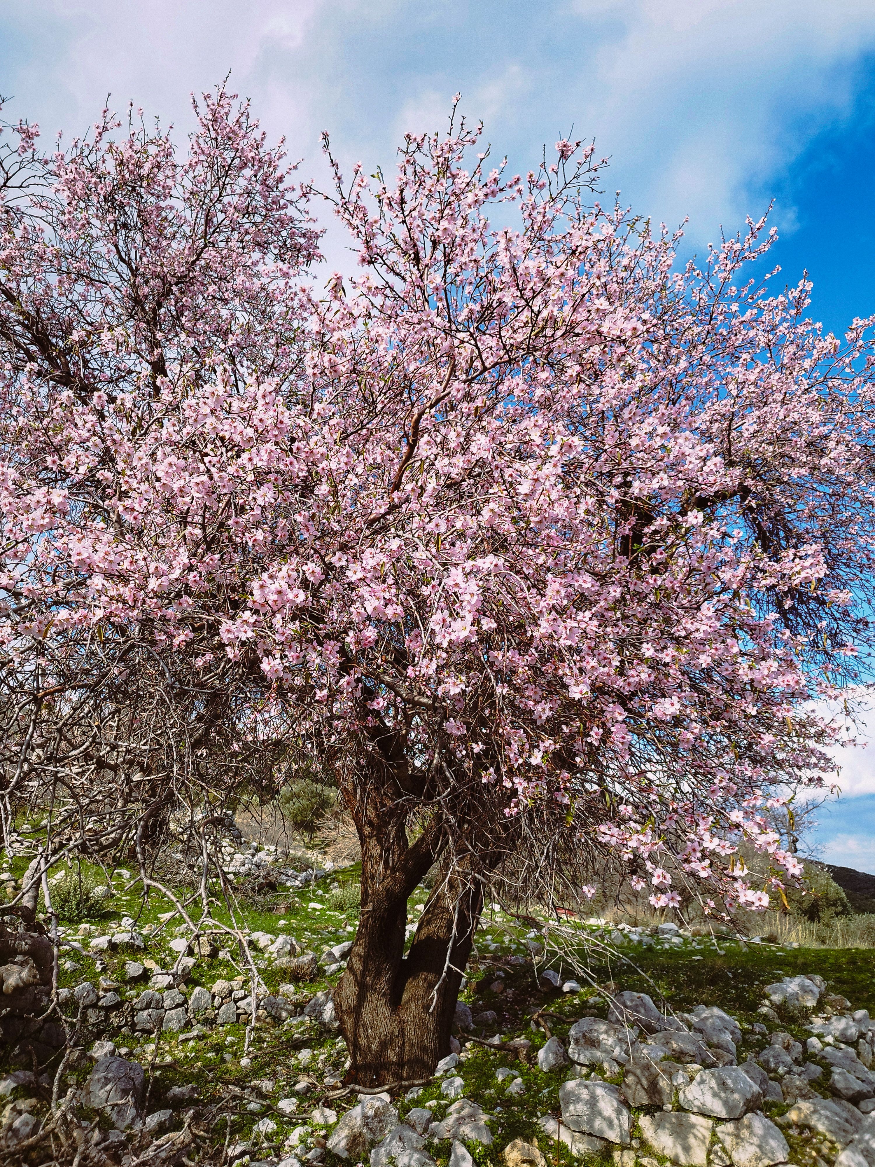 Kayalık Bahar Manzarasında çiçek Açan Badem Ağacı · Ücretsiz Stok Fotoğraf