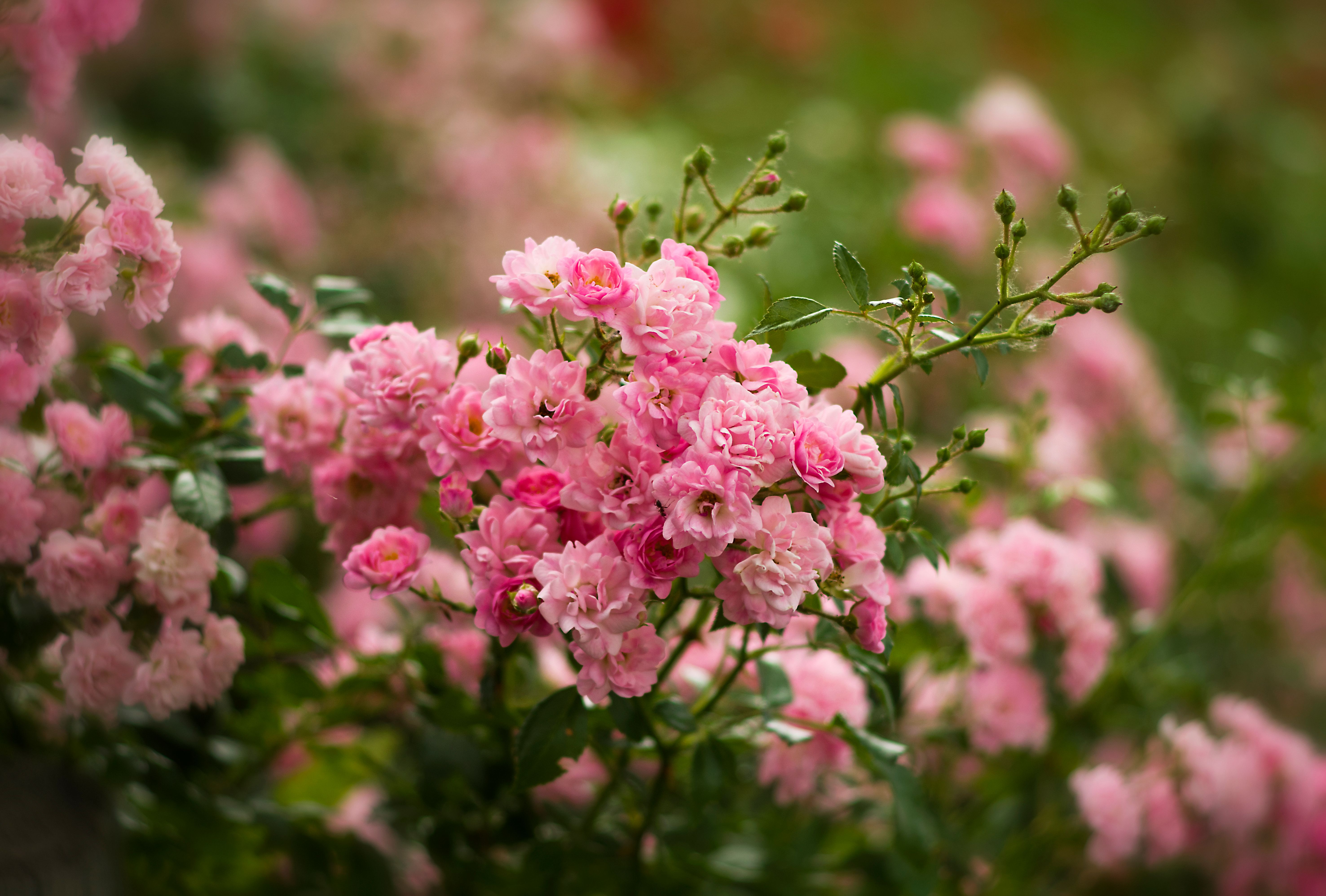 Vibrant Pink Roses Blooming in Lush Garden · Free Stock Photo