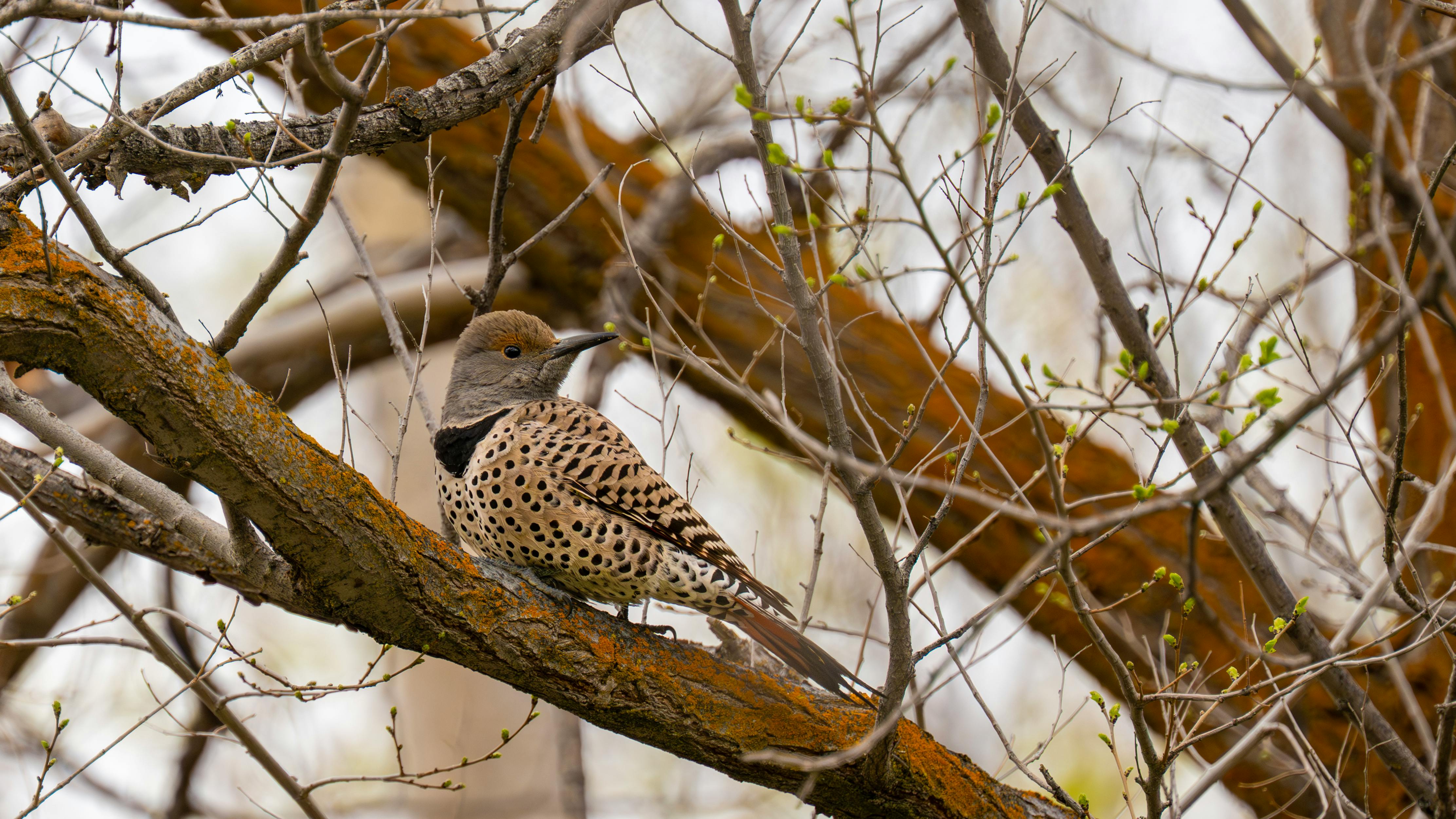 Northern Flicker on Tree in Spring, Washington · Free Stock Photo