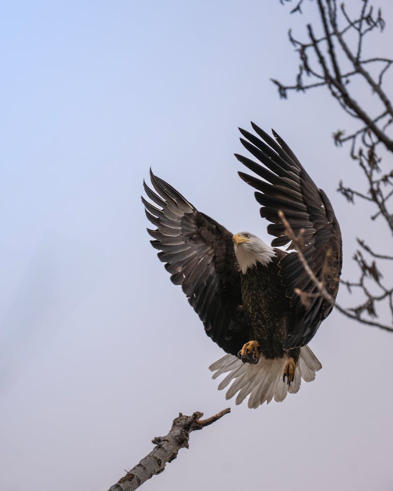 Eagle Flying Photos, Download The BEST Free Eagle Flying Stock Photos ...