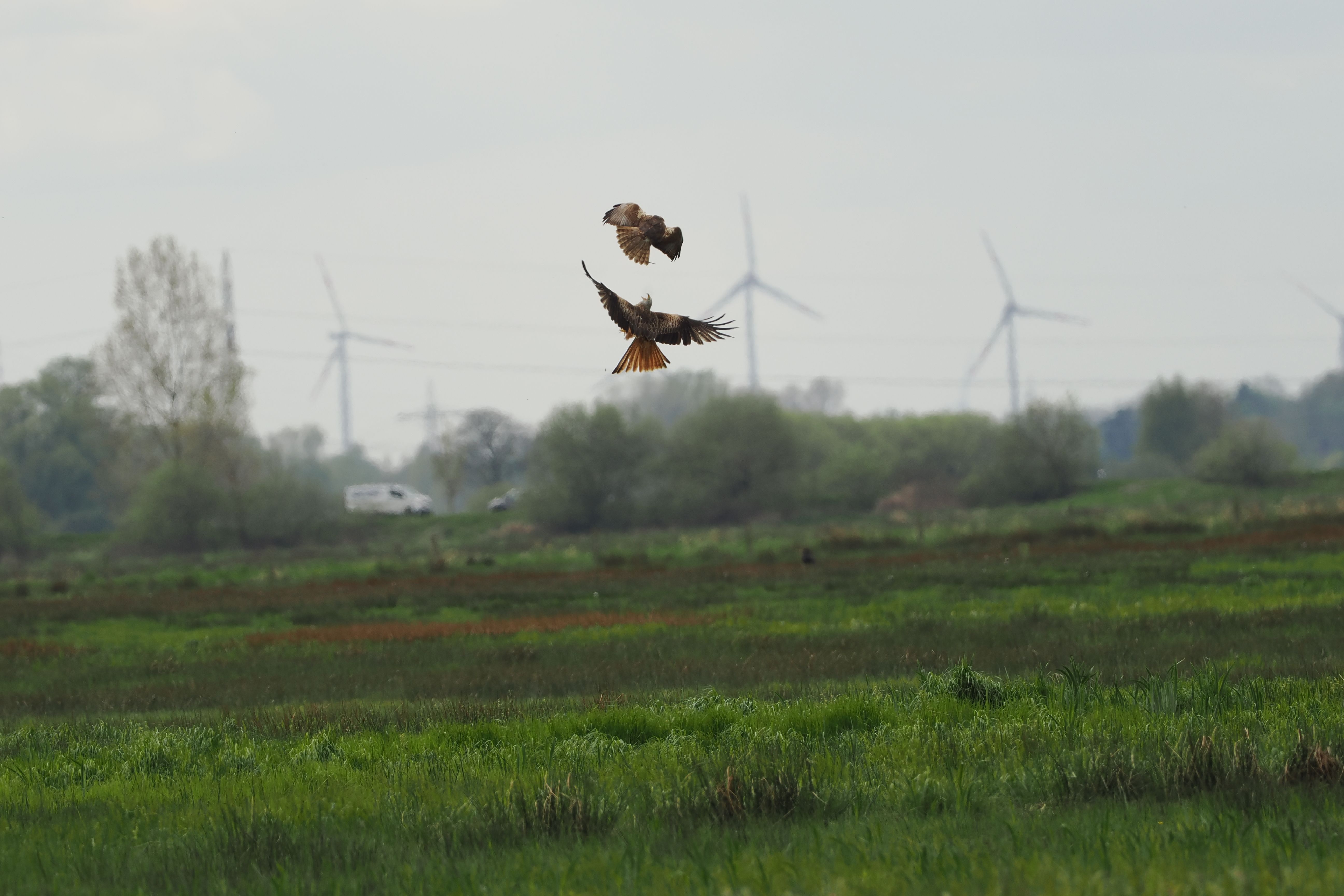 Birds in Flight with Wind Turbines in Hambergen · Free Stock Photo