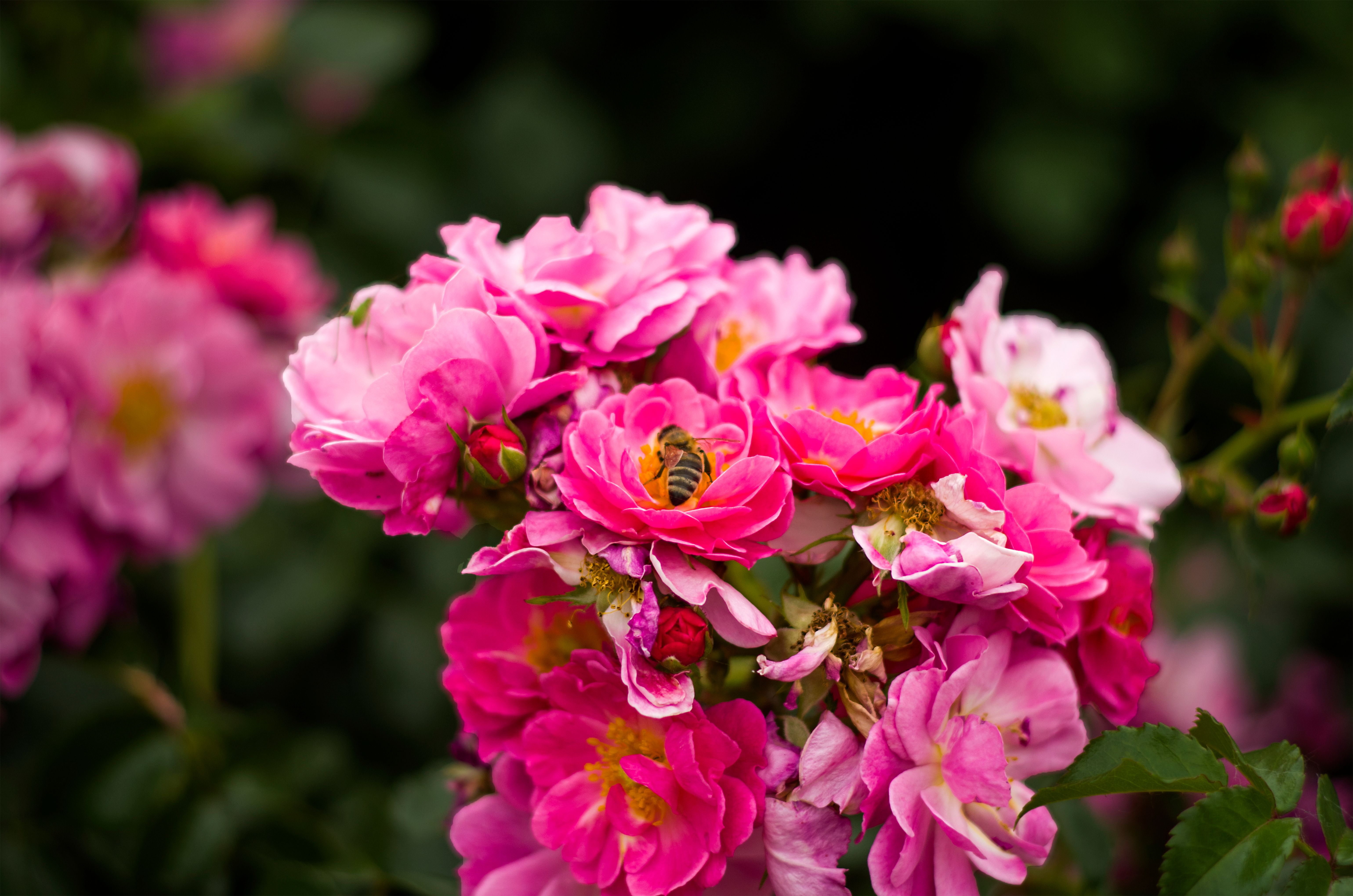 Hermosas Rosas Rosadas Florecen En Verano · Foto de stock gratuita