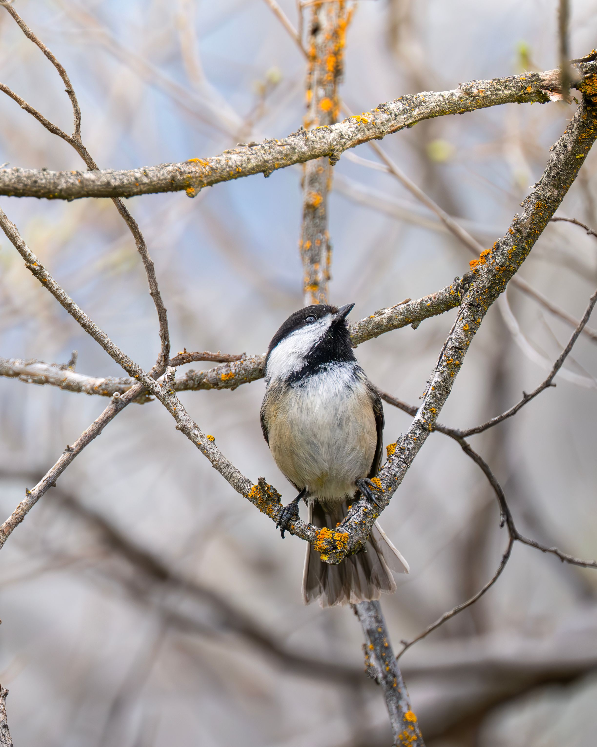 Chickadee In Winter Photos, Download The BEST Free Chickadee In Winter ...