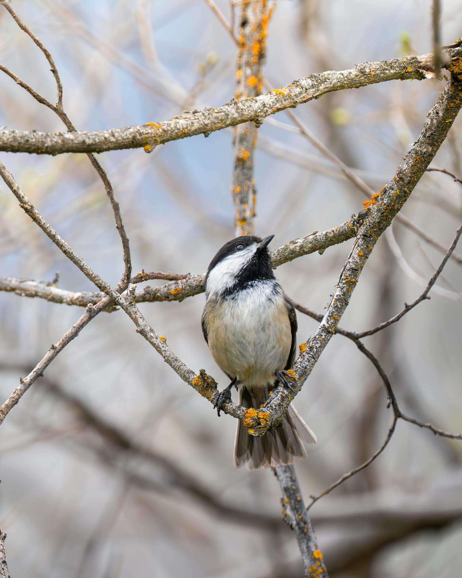 Chickadee Photos, Download The BEST Free Chickadee Stock Photos & HD Images