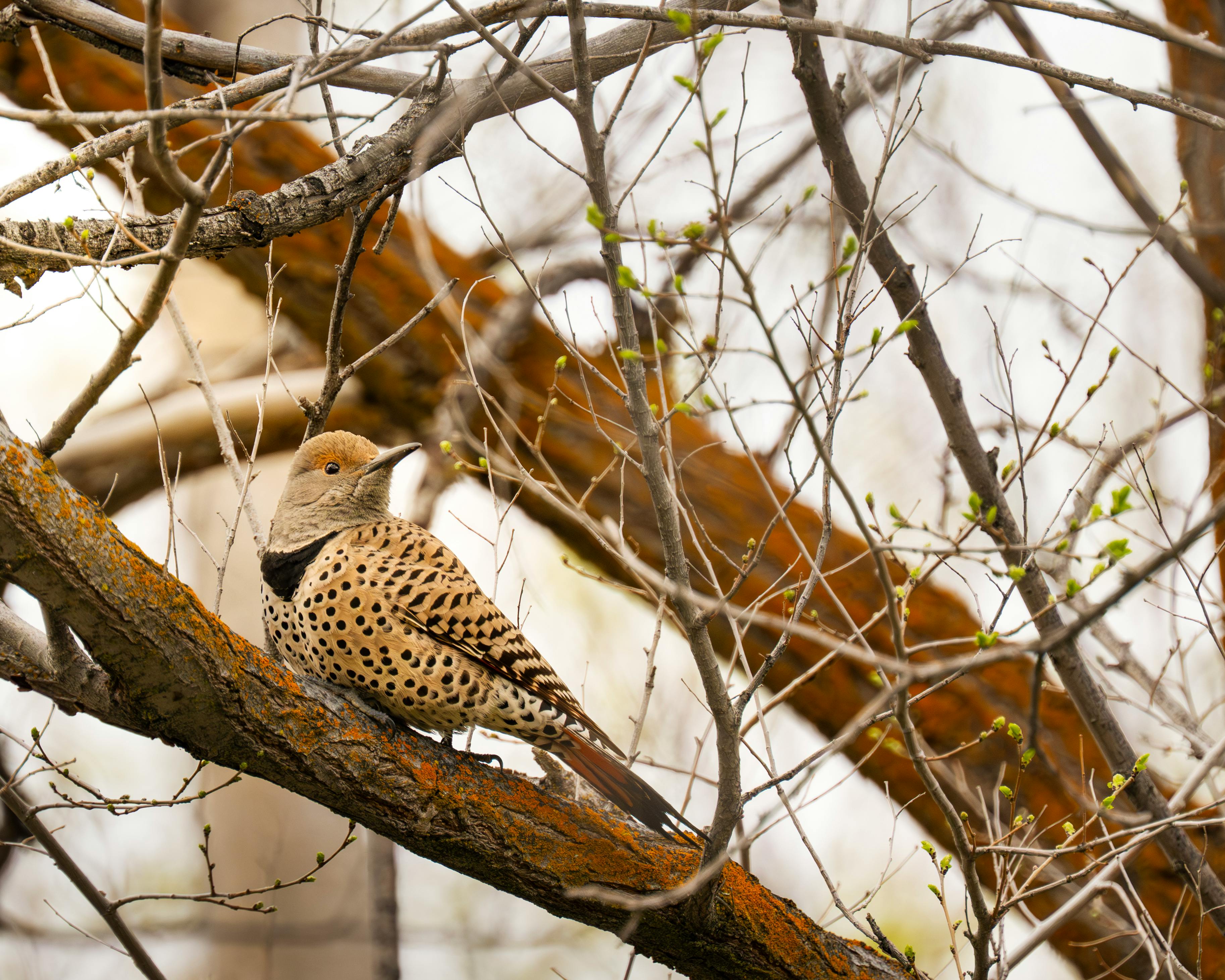 Northern Flicker on Branch in East Wenatchee · Free Stock Photo
