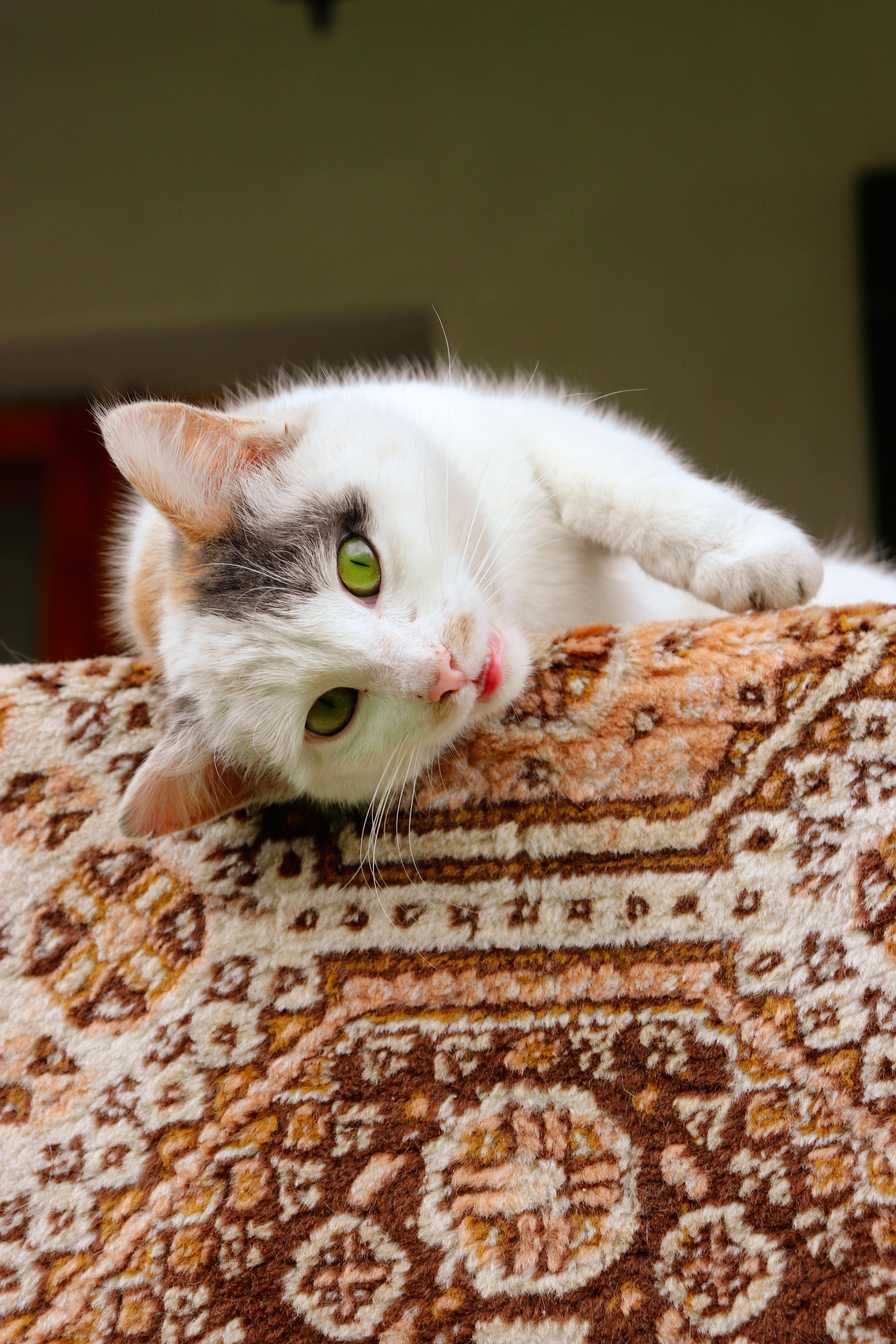 Playful Cat on Ornate Oriental Rug · Free Stock Photo