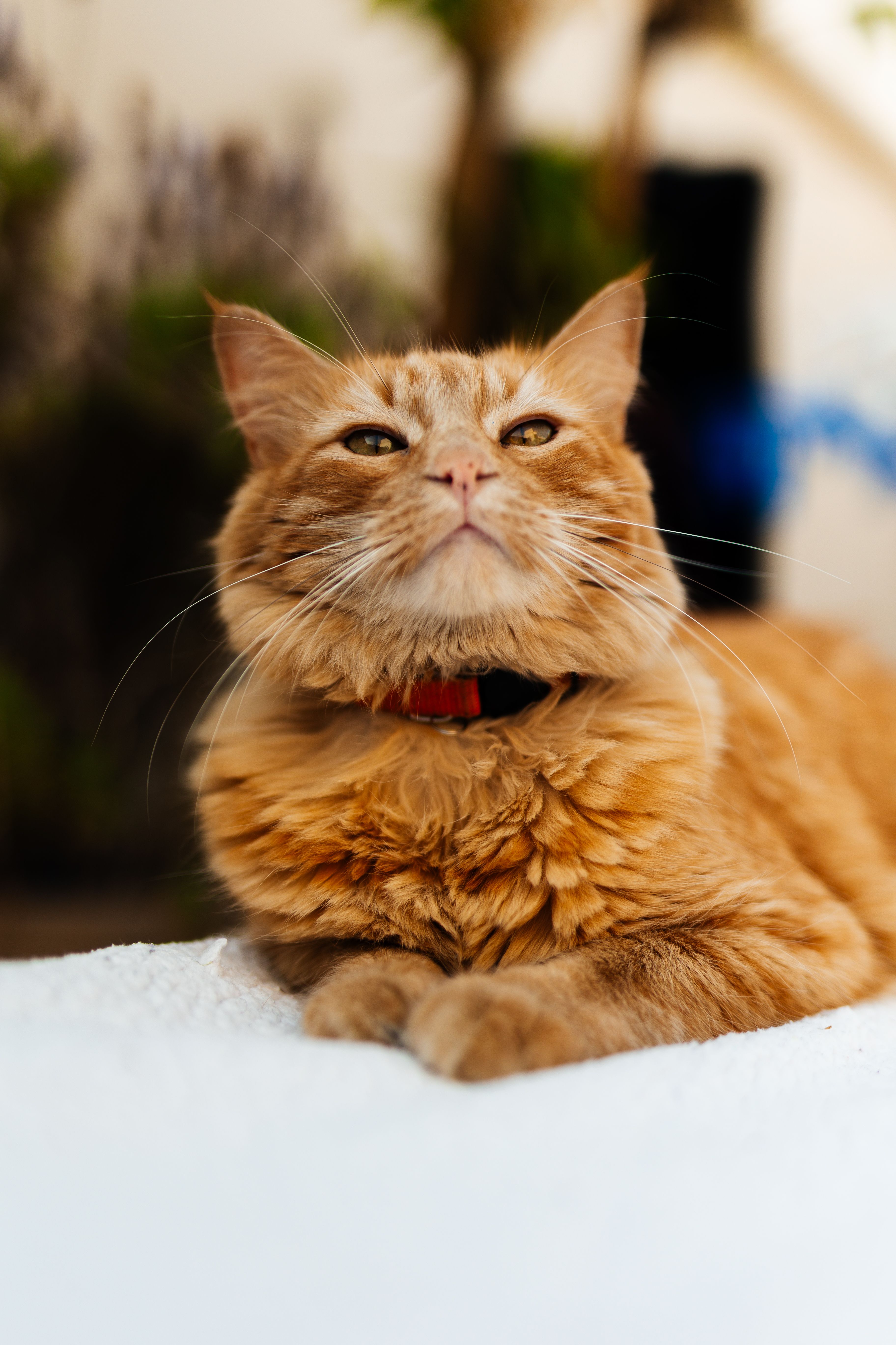 Close-up Portrait of a Fluffy Ginger Cat Relaxing · Free Stock Photo