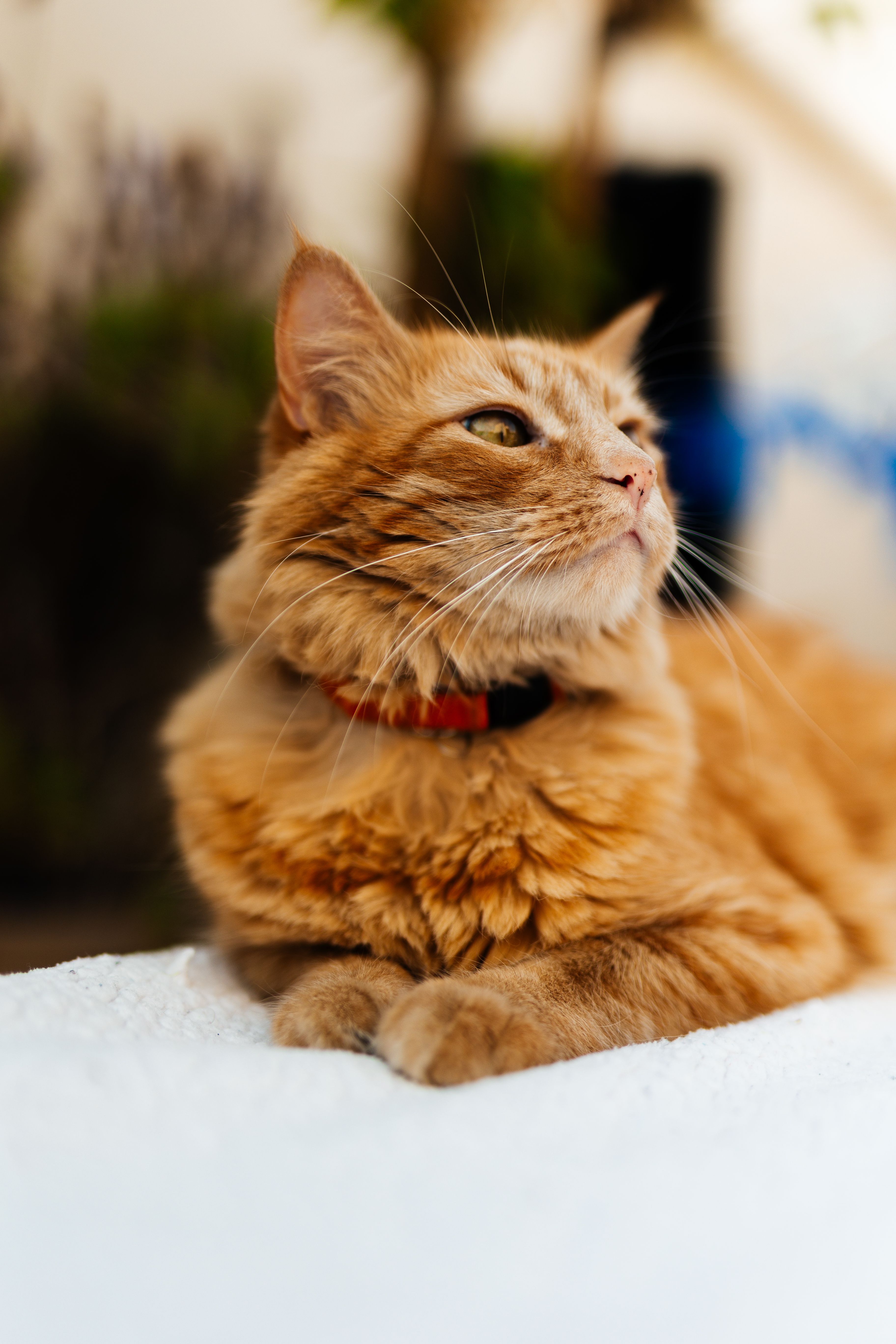 10,000+ Best Cat Photos · 100% Free Download · Pexels Stock Photos