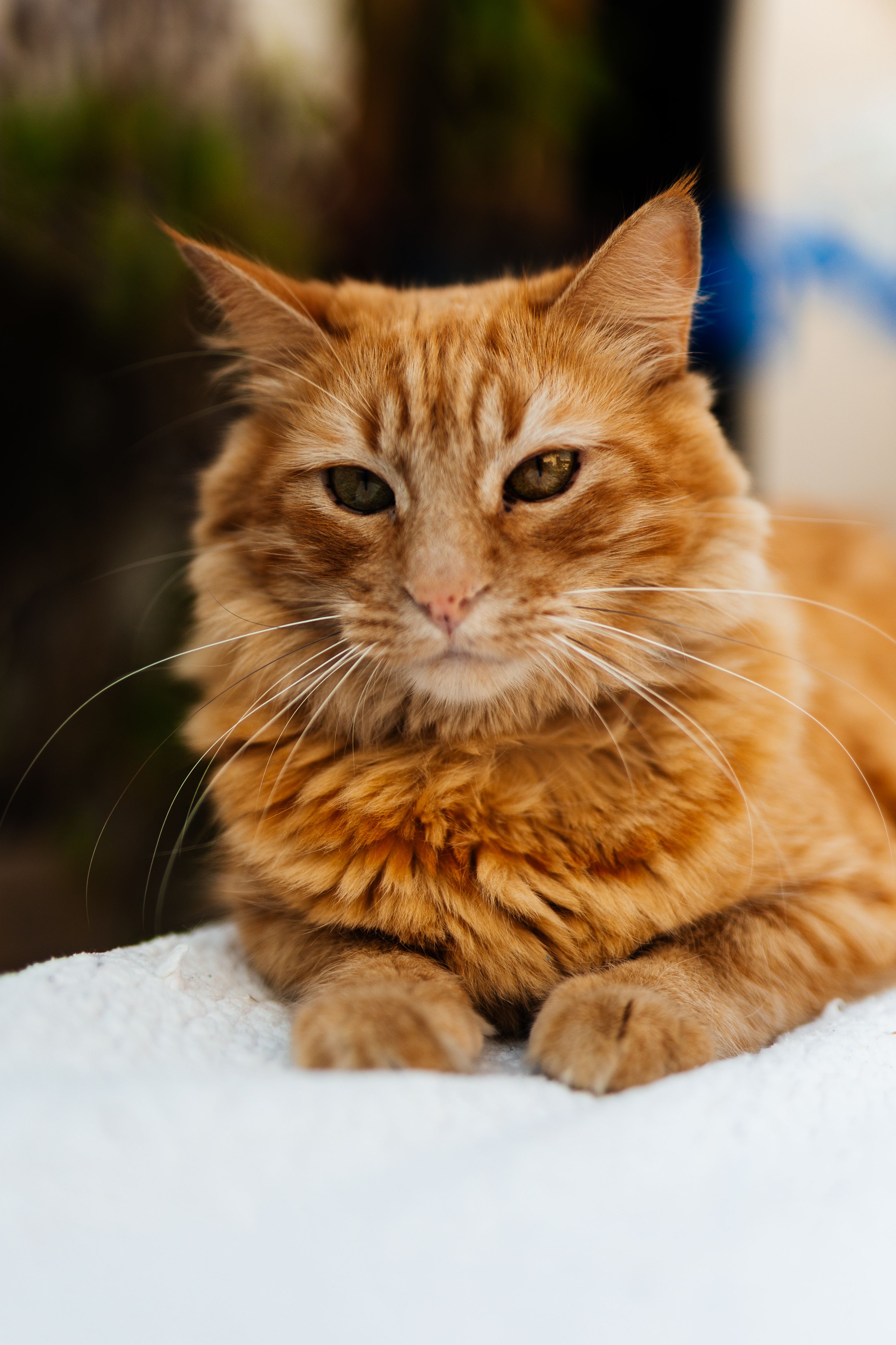 Cute Cat Photos, Download The BEST Free Cute Cat Stock Photos & HD Images