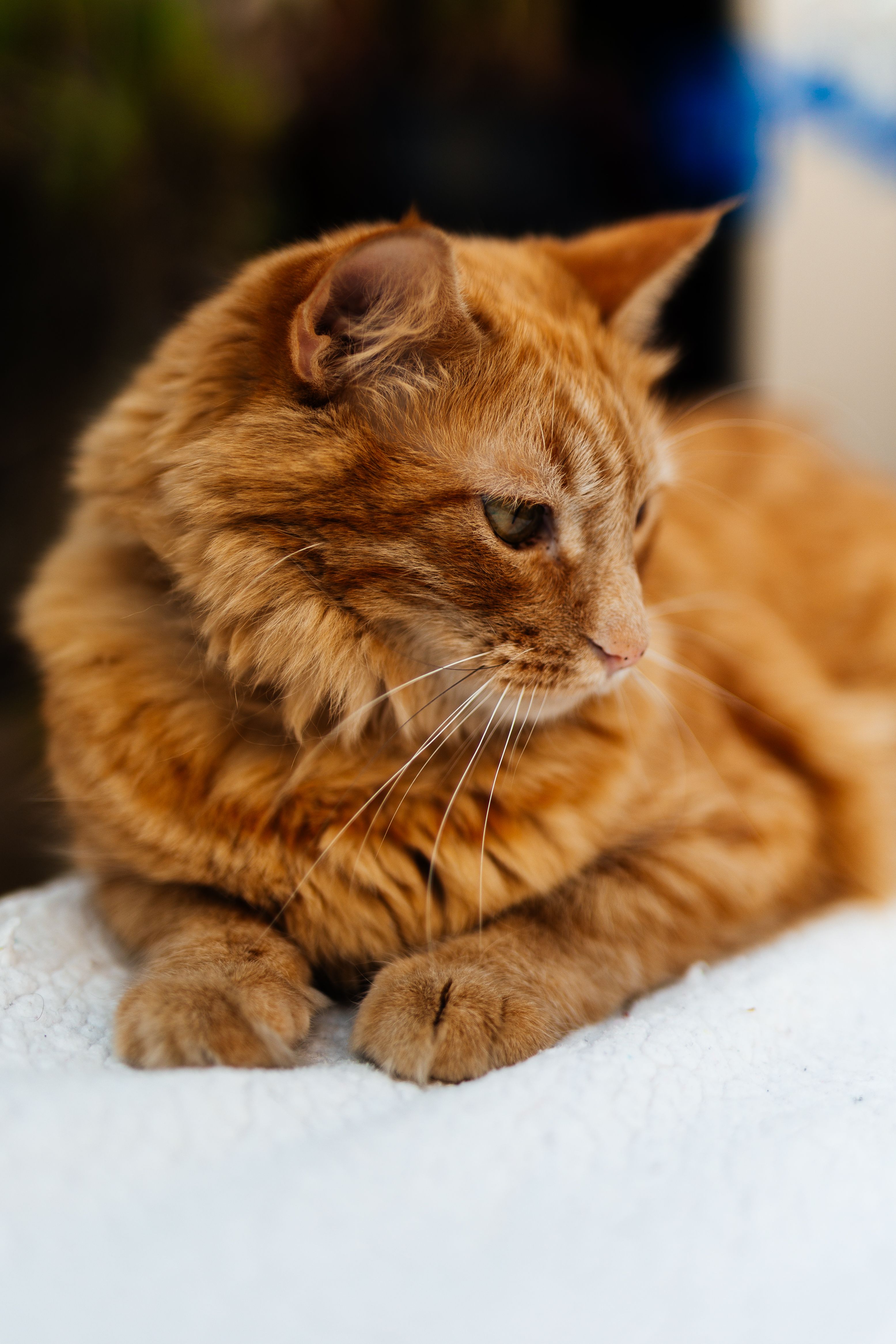 Close-up Portrait of a Relaxed Ginger Cat · Free Stock Photo