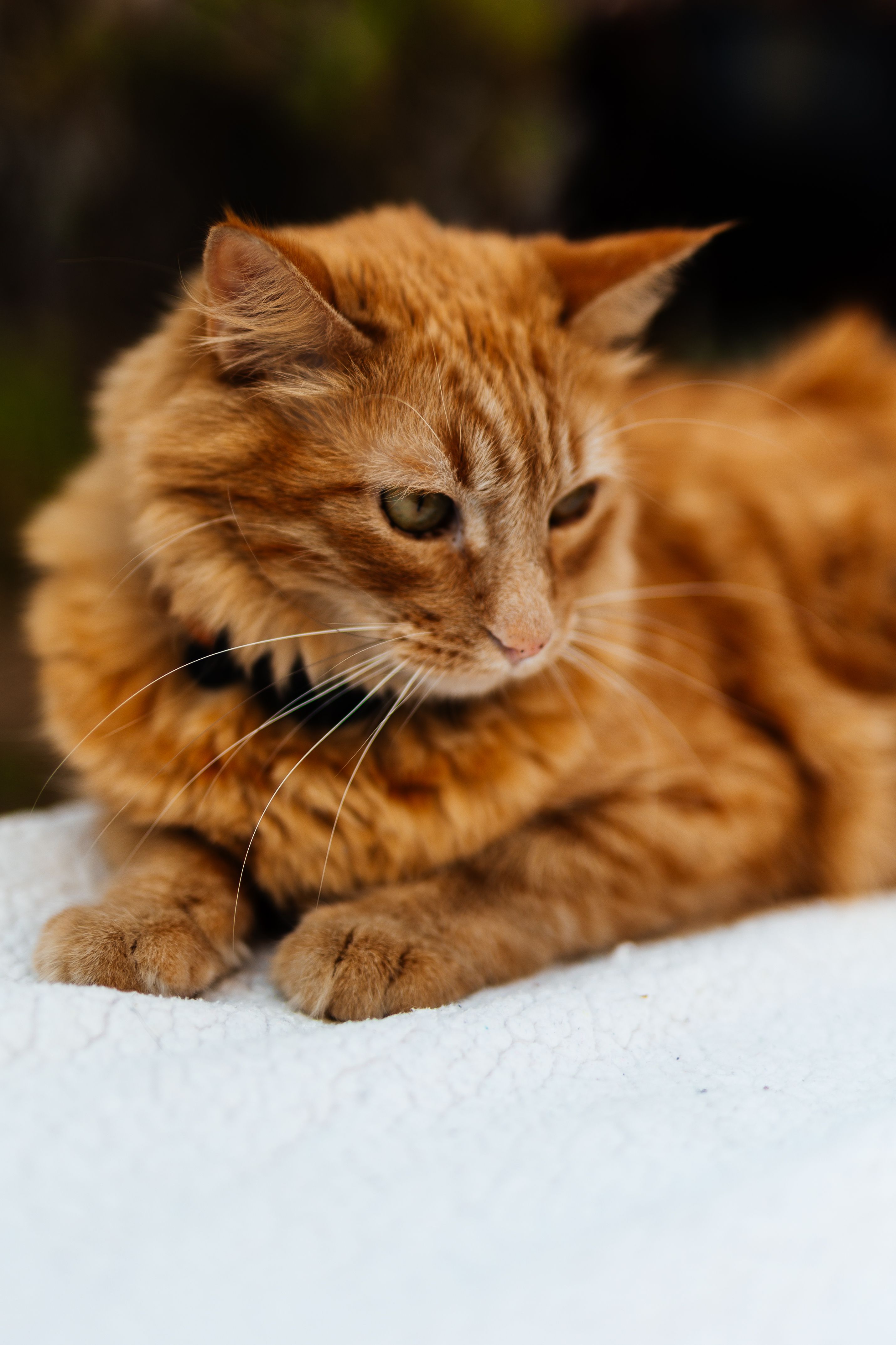 Meow Testseries Photos, Download The BEST Free Meow Testseries Stock ...
