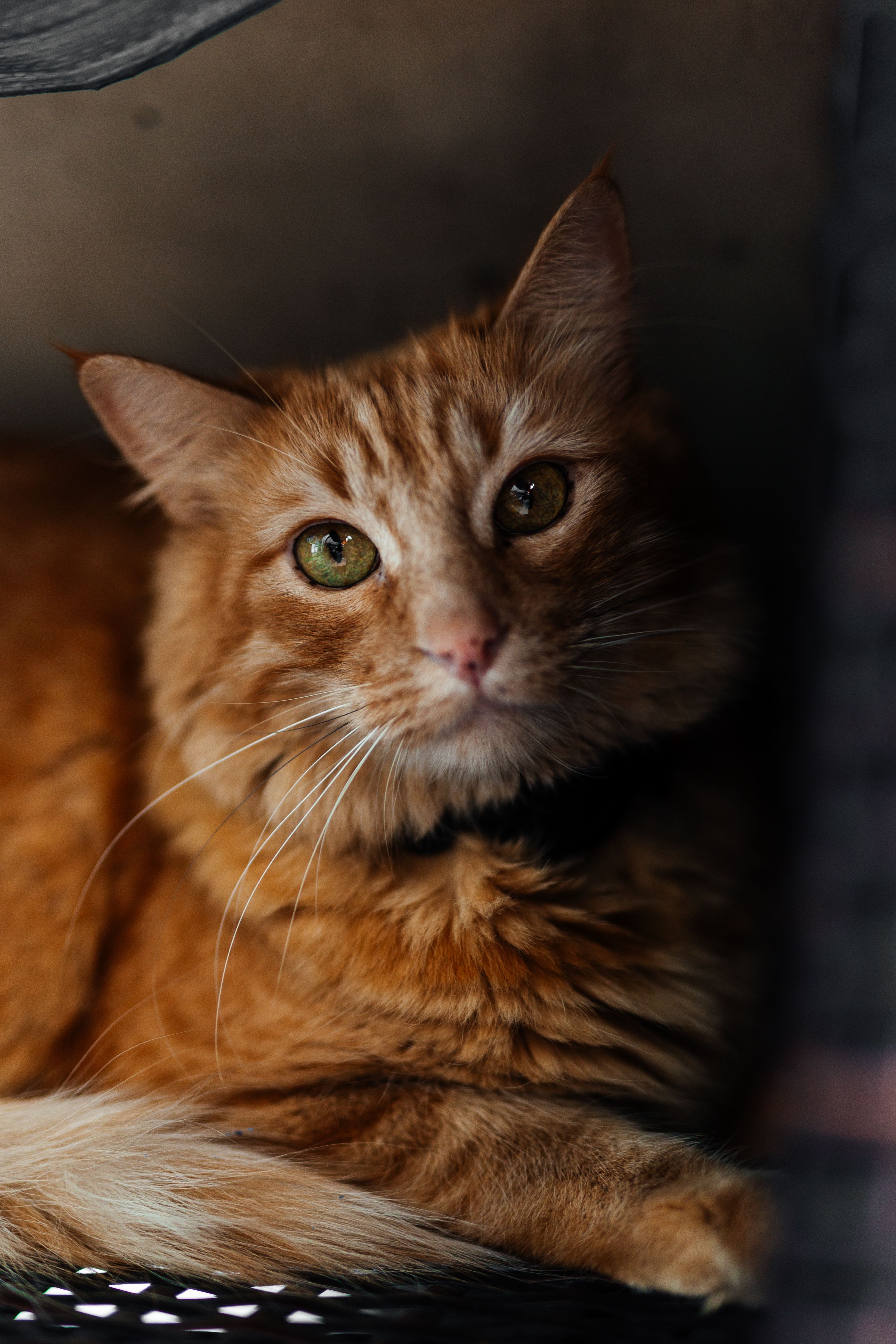 Close-up Portrait of an Adorable Ginger Cat · Free Stock Photo