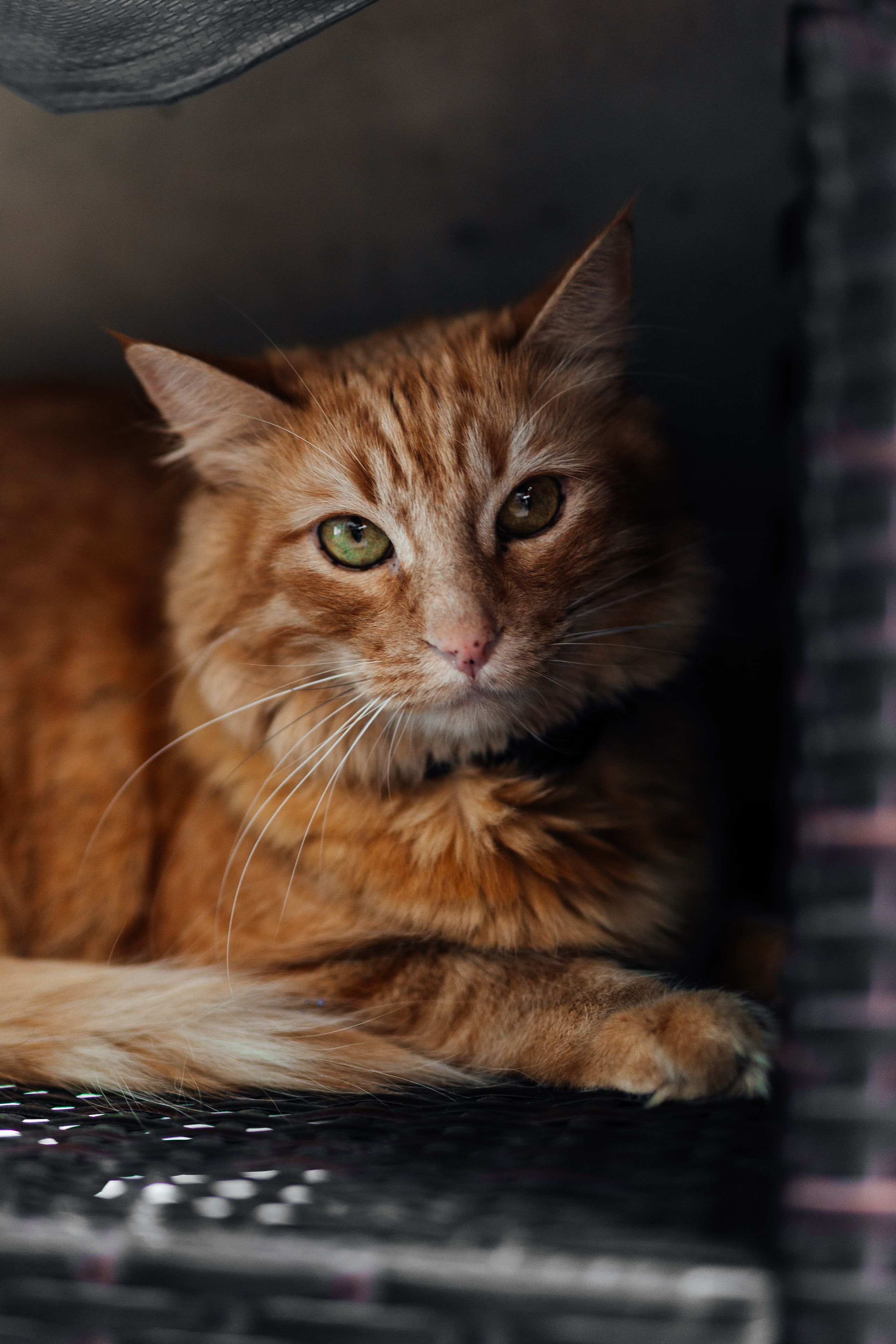 Bangladeshi Cat Photos, Download The BEST Free Bangladeshi Cat Stock ...